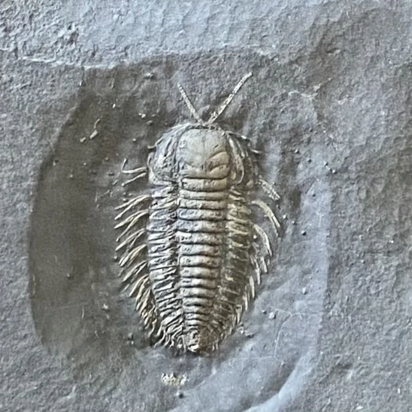 Luolishania longicruris from Chengjiang Biota. Early Cambrian, Yunnan ...