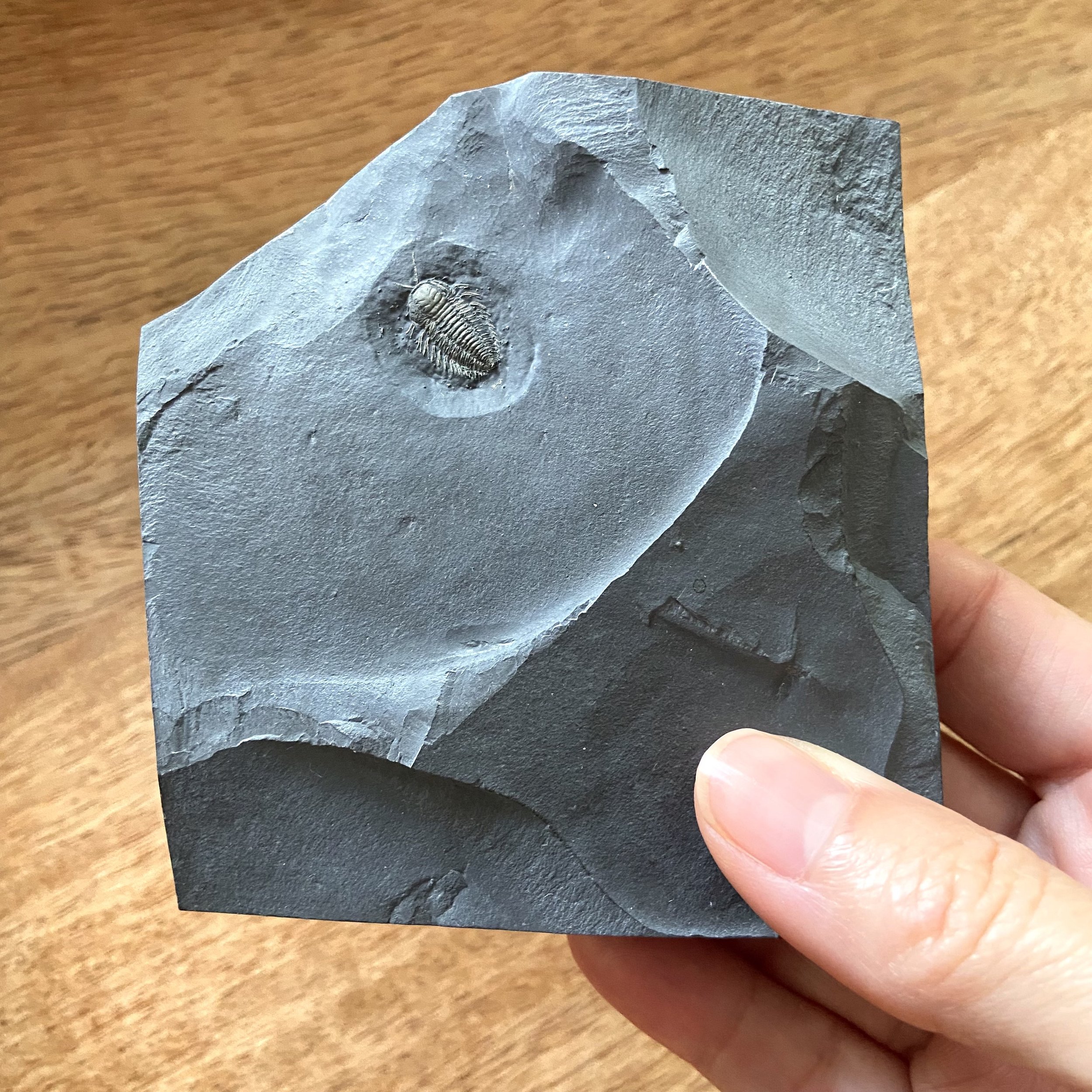 fossil store - authentic quality fossils for sale - fossil soup ...