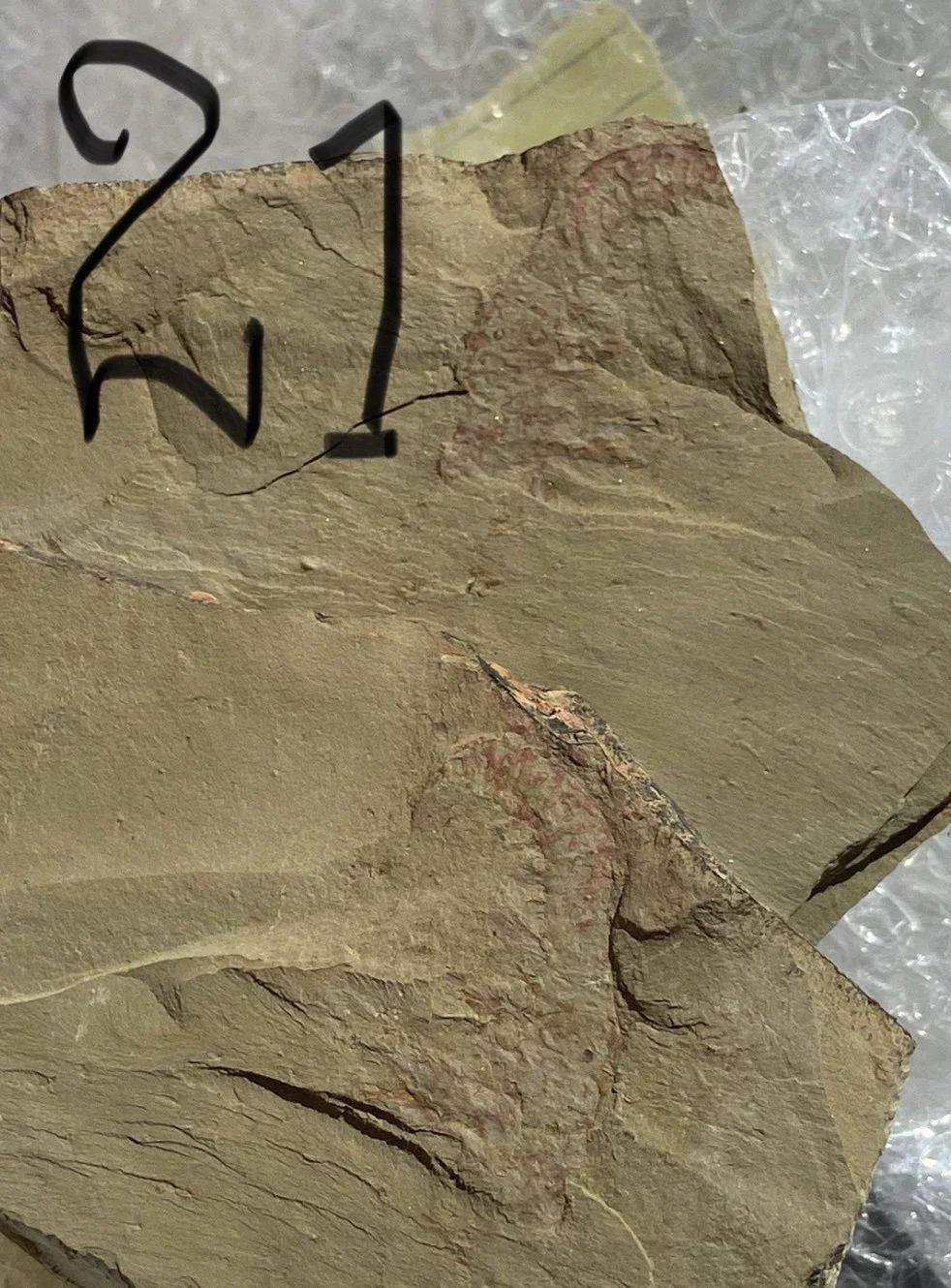 Radiodont appendage. Middle Cambrian, Mantou Formation, Weifang City ...