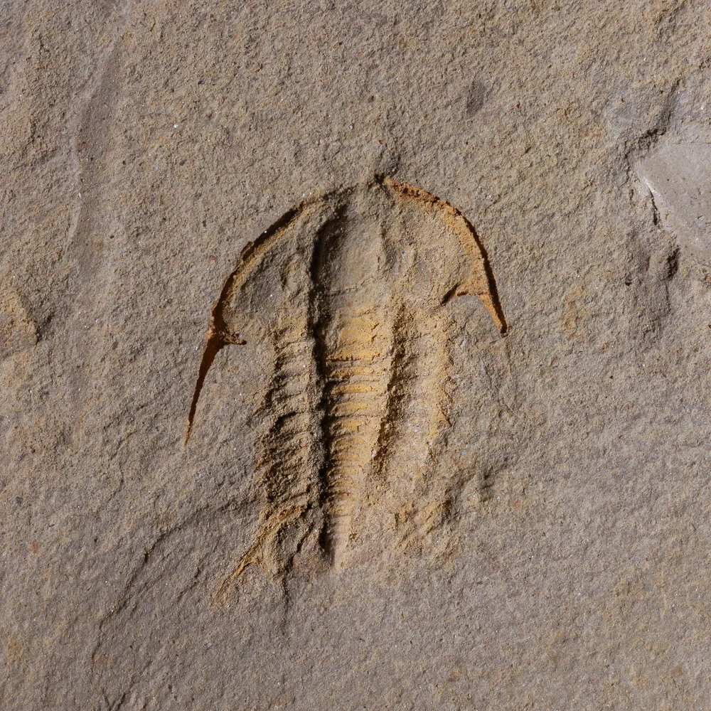 Neodrepanura premesnili - Ventrally preserved — fossil soup
