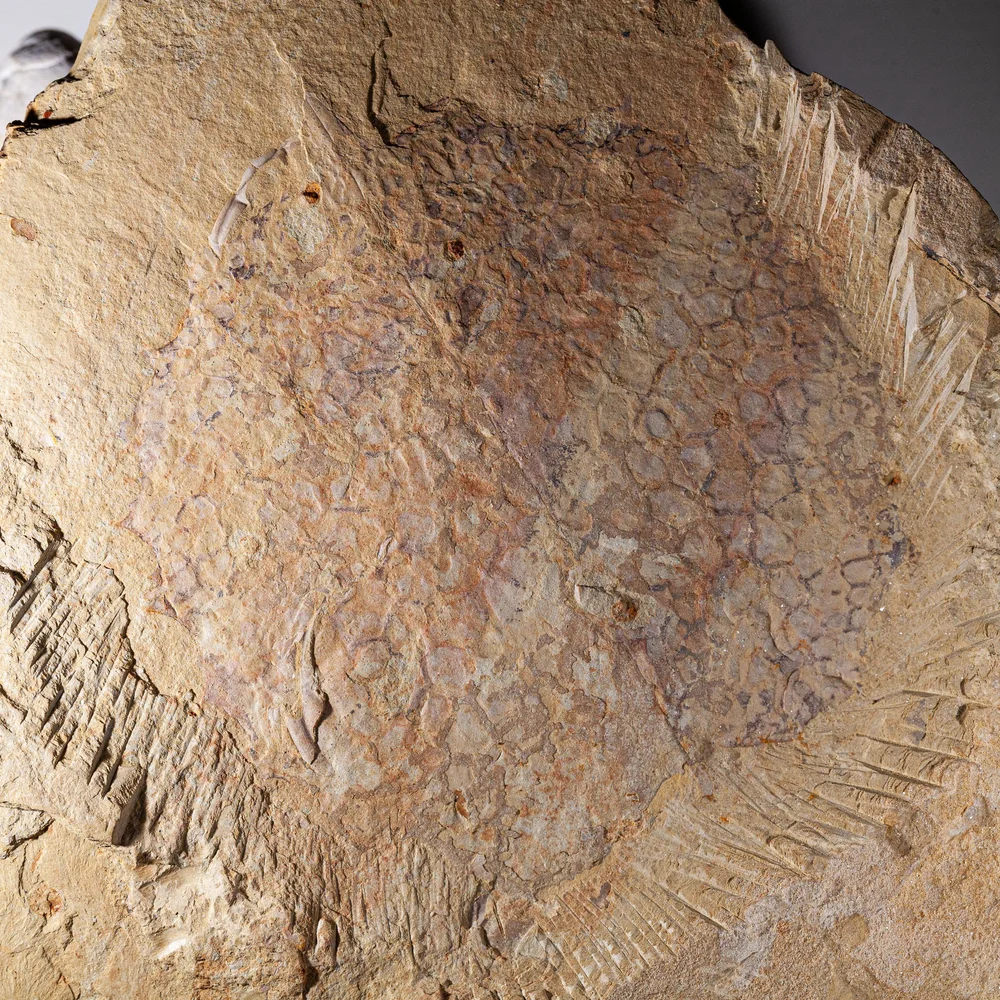 Radiodont appendage. Middle Cambrian, Mantou Formation, Weifang City ...