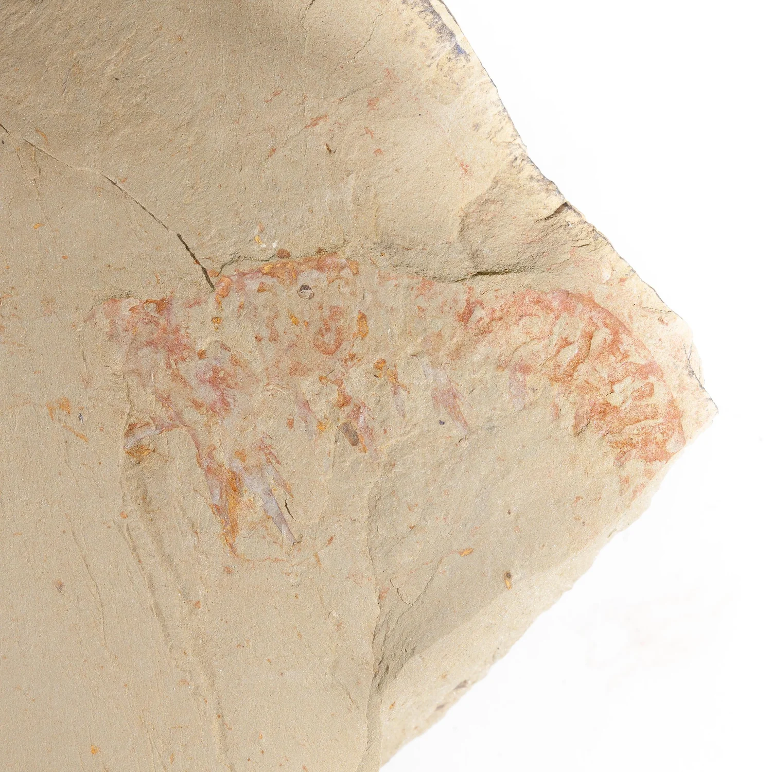Radiodont appendage. Middle Cambrian, Mantou Formation, Weifang City ...