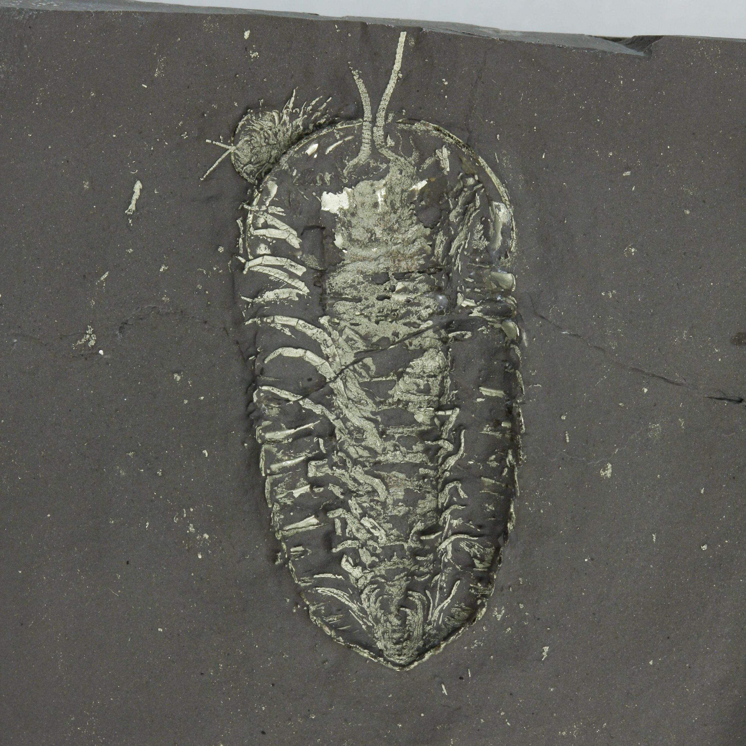 Heliomedusa orienta, Chengjiang Biota. Early Cambrian, Anning, Yunnan ...