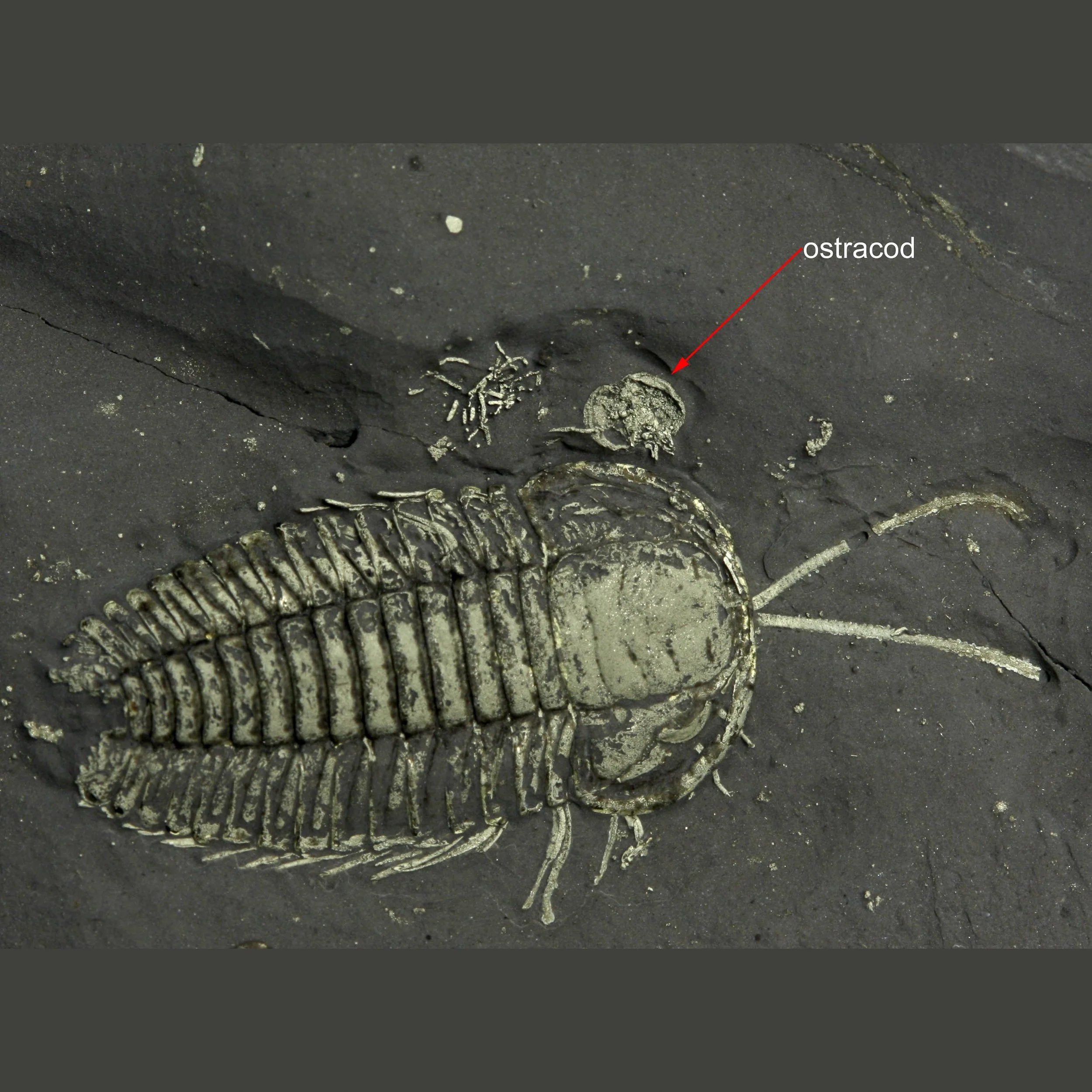 fossil categories — fossil soup