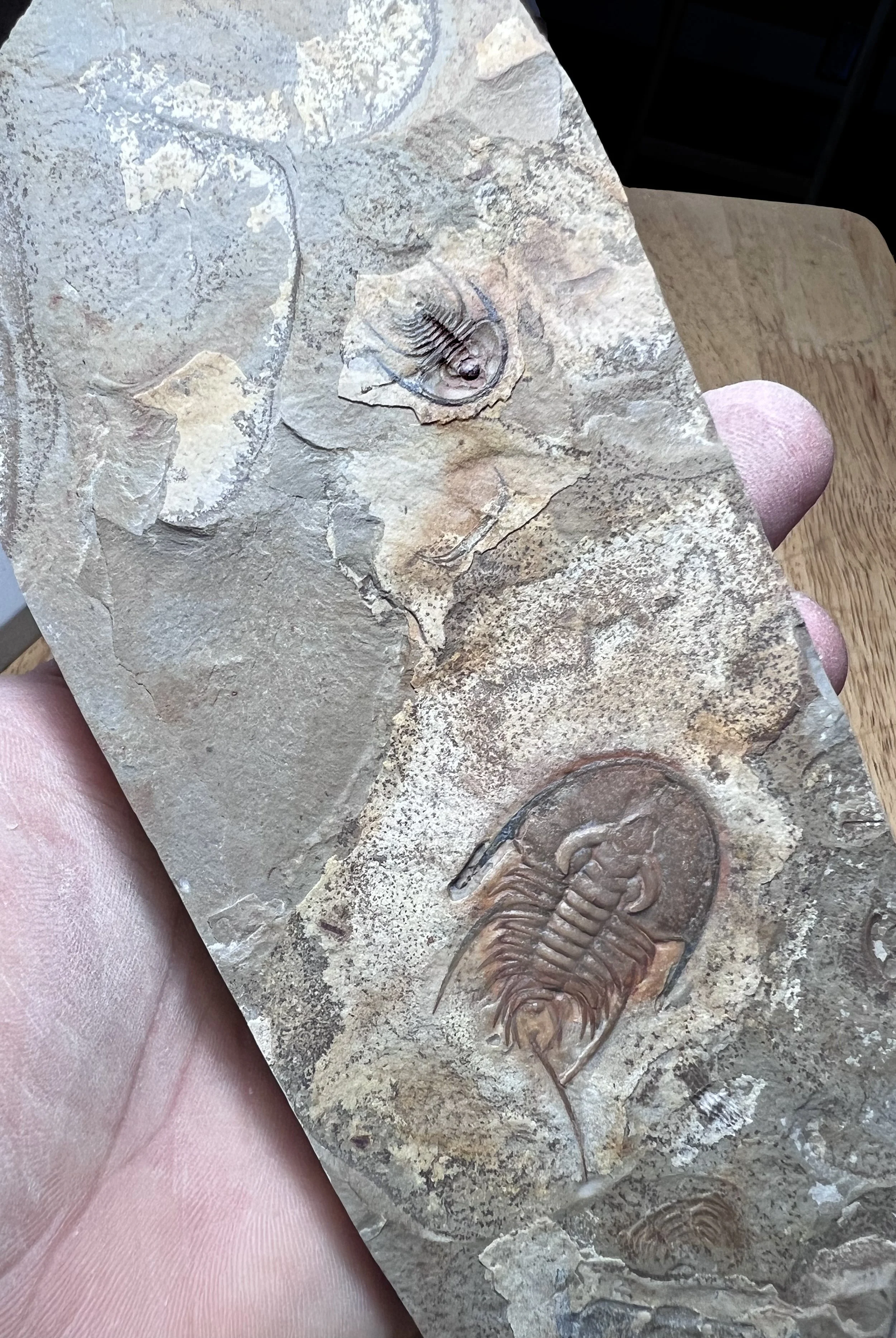 Radiodont appendage. Middle Cambrian, Mantou Formation, Weifang City ...