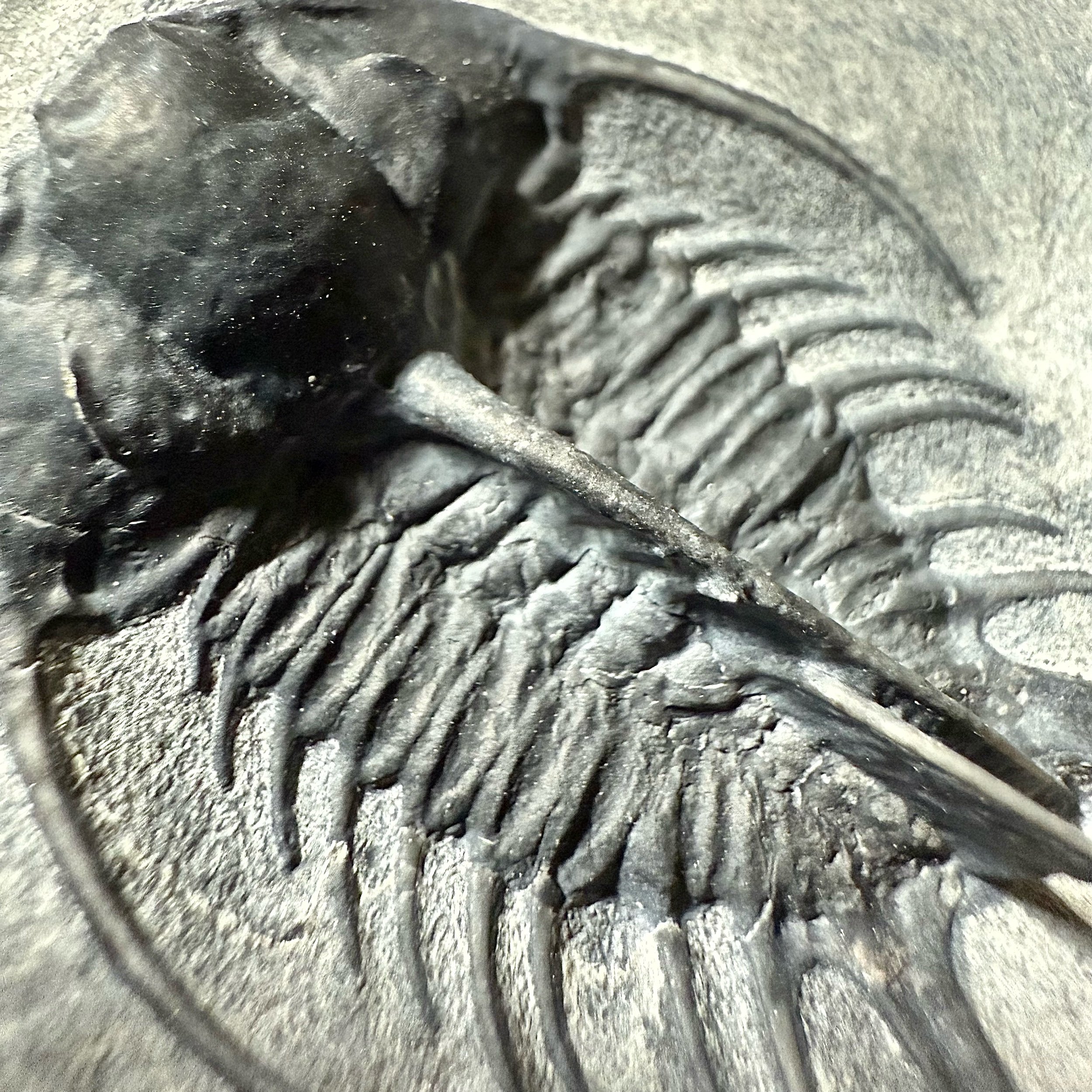 fossil store - authentic quality fossils for sale - fossil soup ...