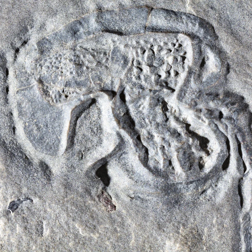 fossil store - authentic quality fossils for sale - fossil soup ...