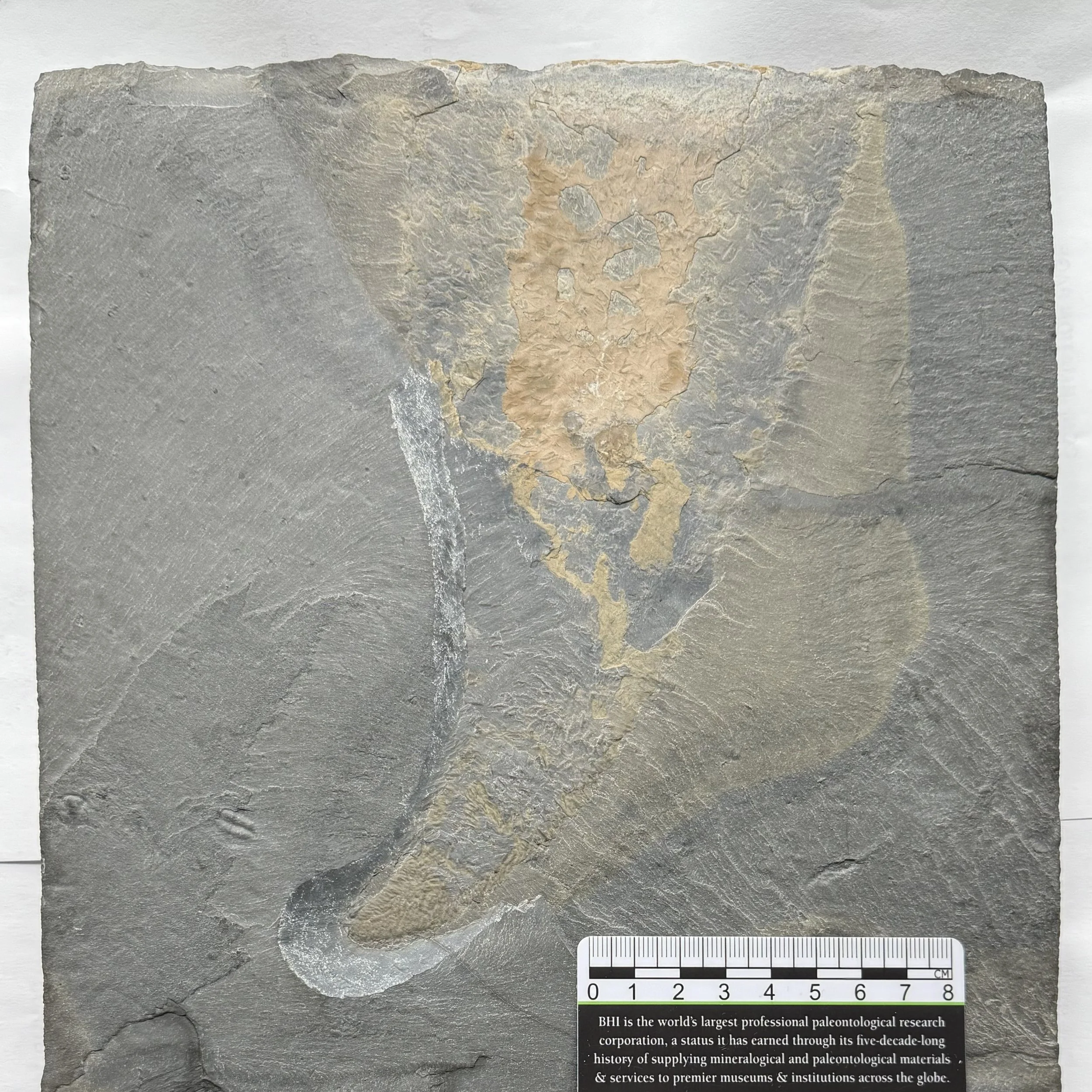 fossil store - authentic quality fossils for sale - fossil soup ...