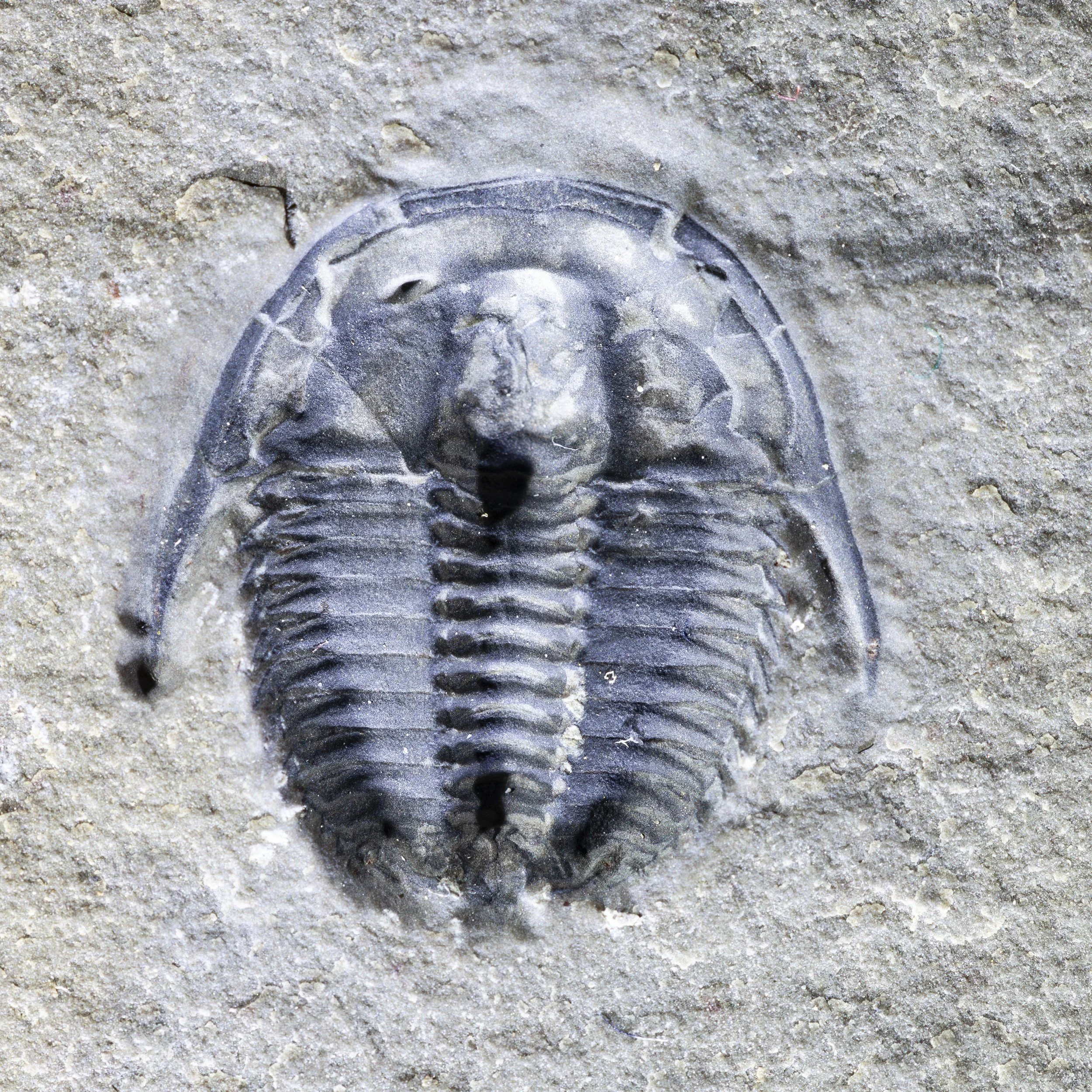 fossil store - authentic quality fossils for sale - fossil soup ...