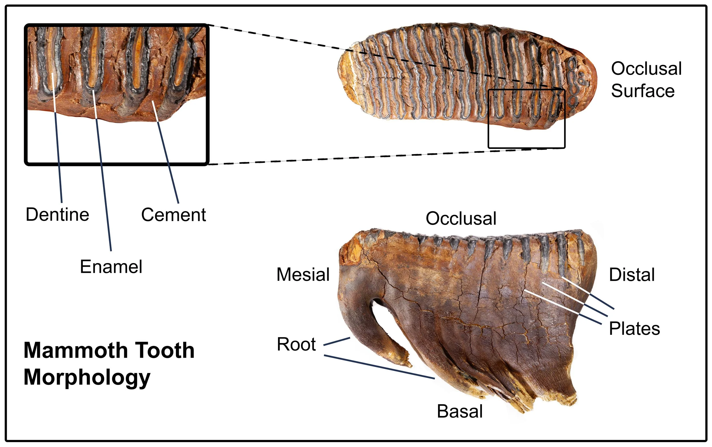 A beautiful 16.50 cm long stabilized rooted tooth Mammoth tooth from ...