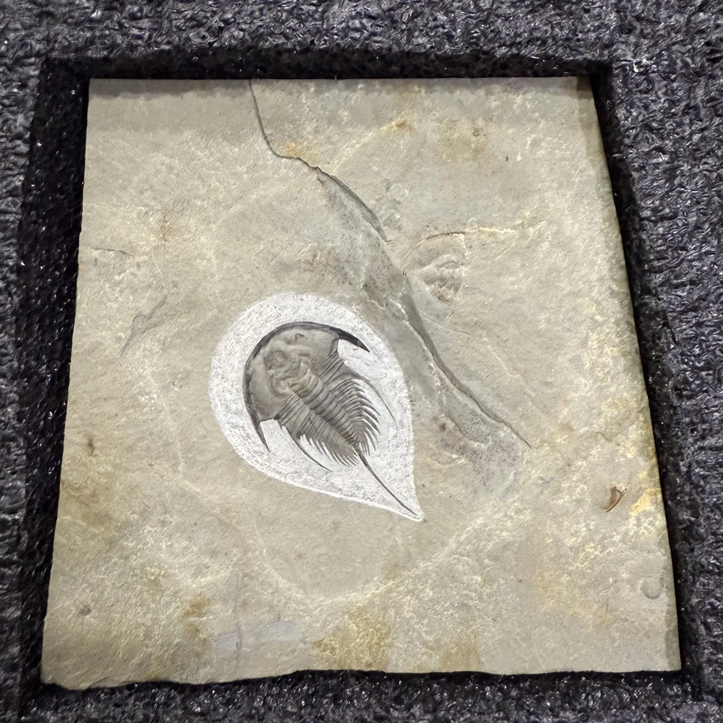 fossil store - authentic quality fossils for sale - fossil soup ...