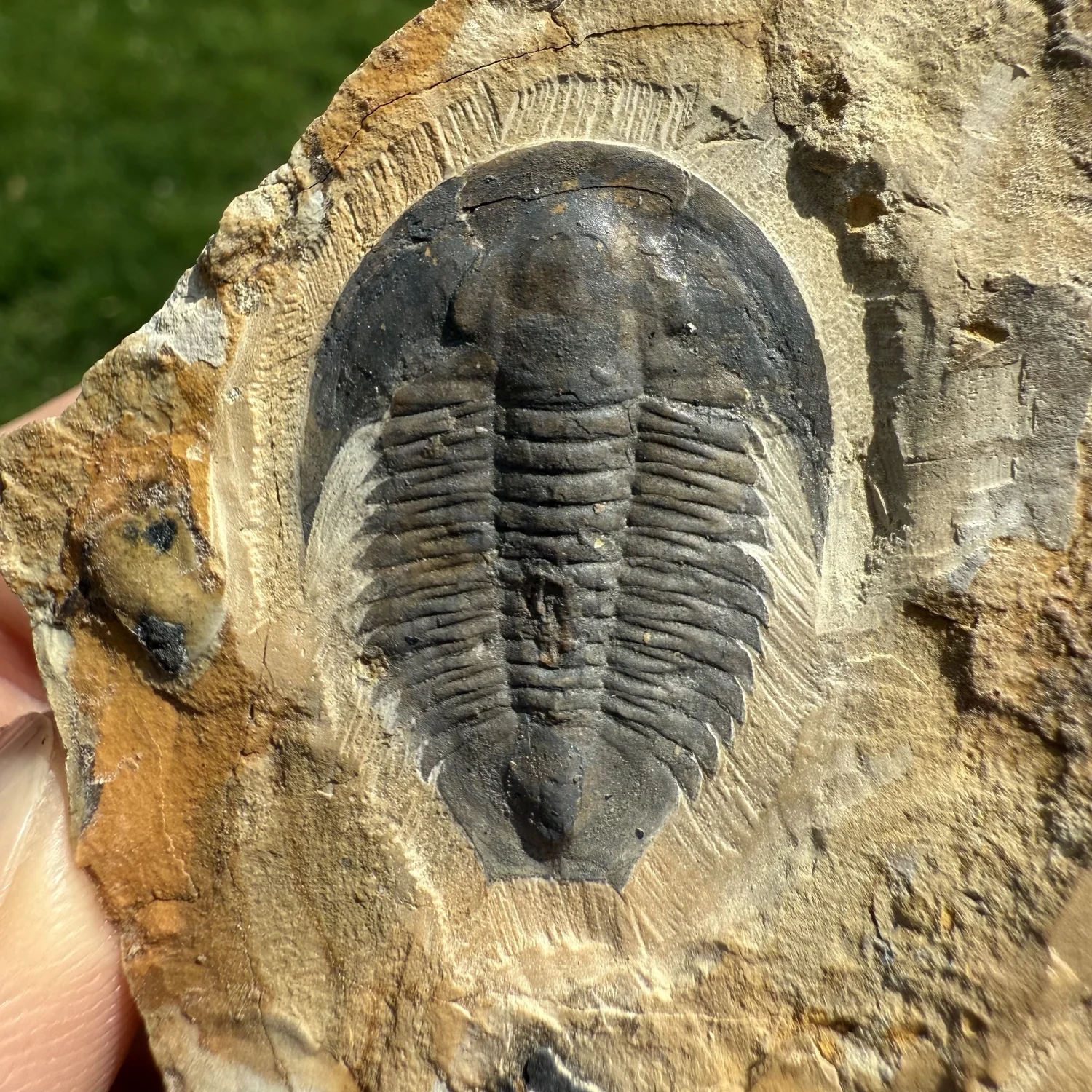 fossil store - authentic quality fossils for sale - fossil soup ...