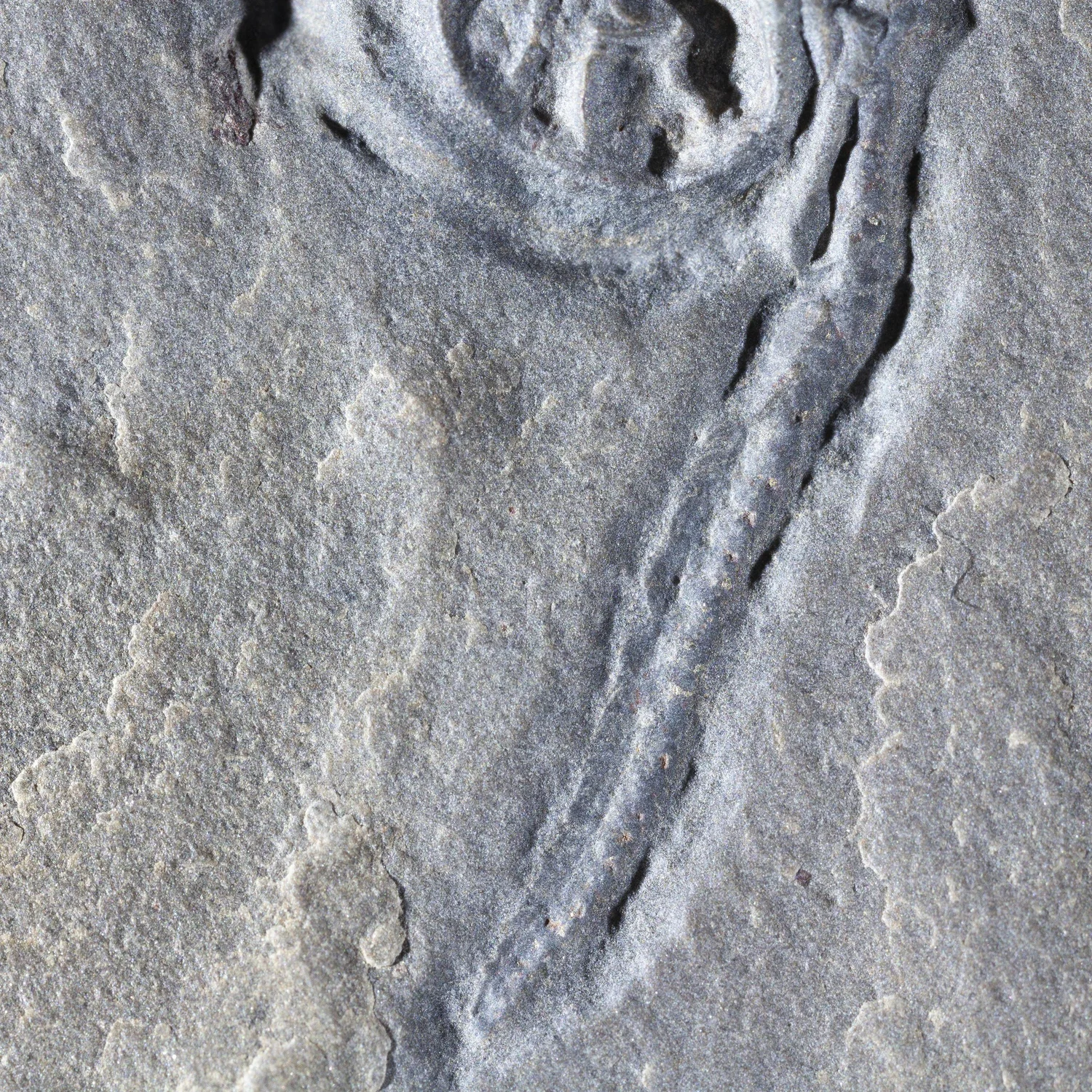 fossil store - authentic quality fossils for sale - fossil soup ...