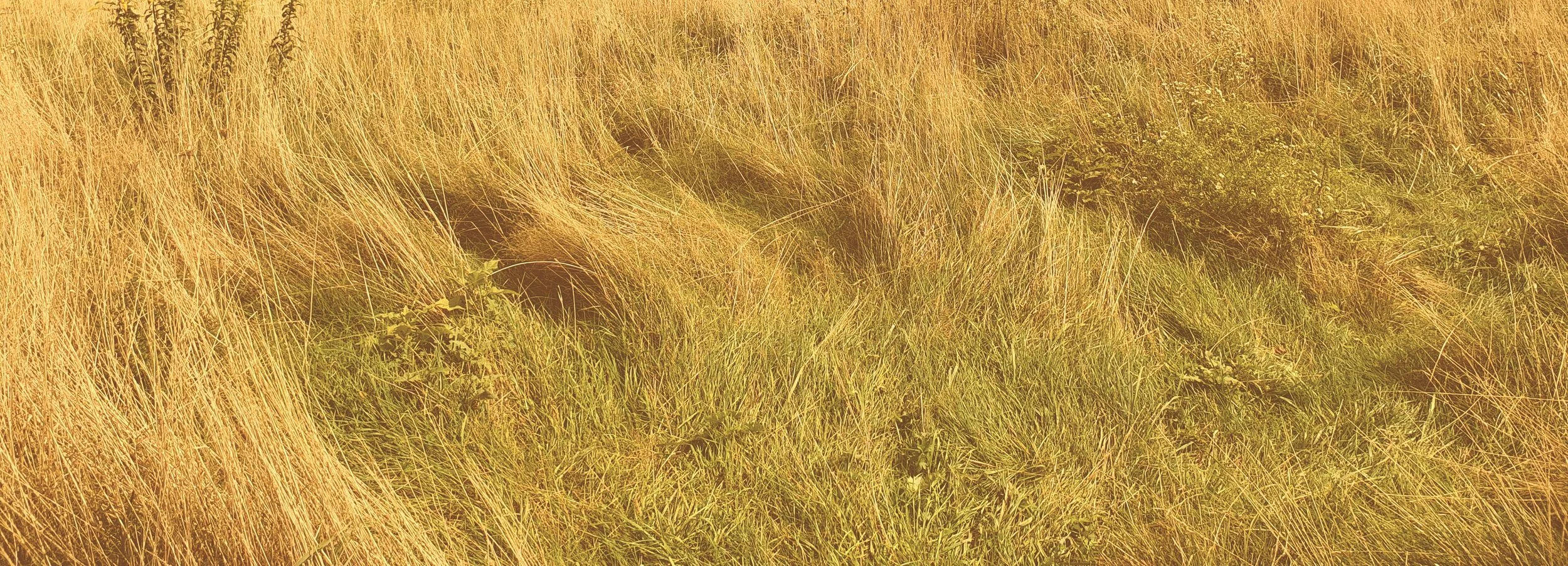 Info — Max Patch, NC