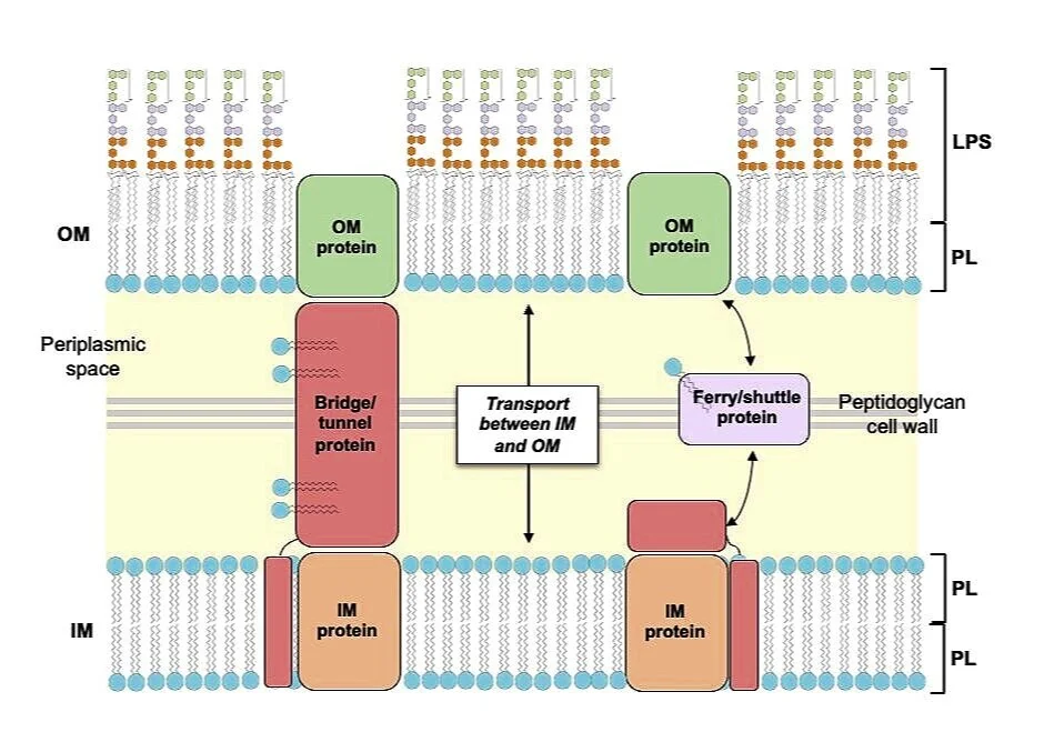 Research — Isom Lab