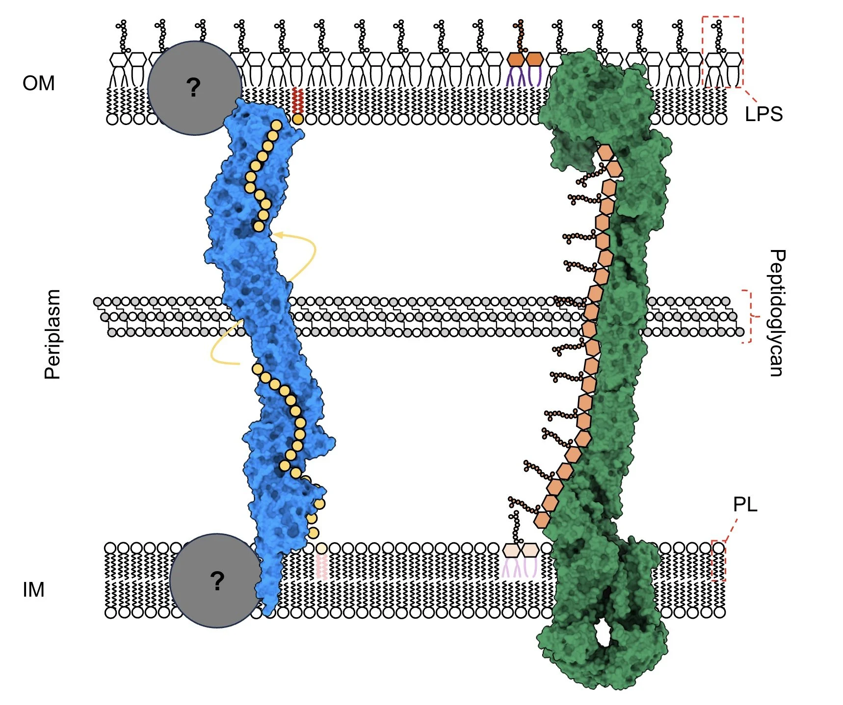 Research — Isom Lab