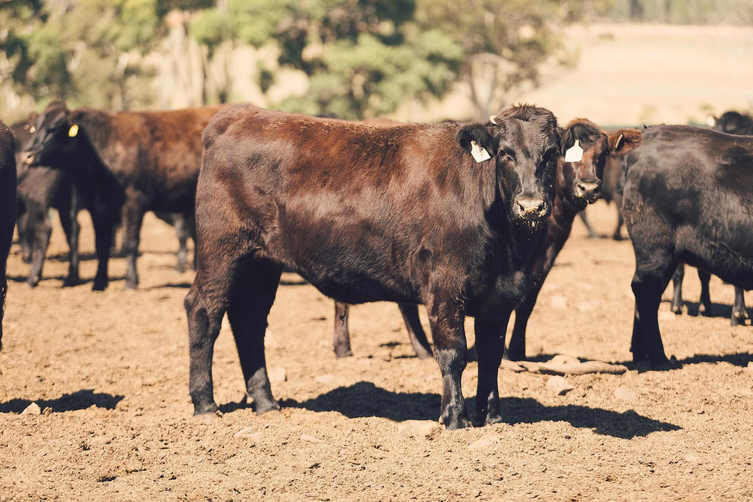 Wagyu & Angus Beef Breeding | Crown State Pastoral