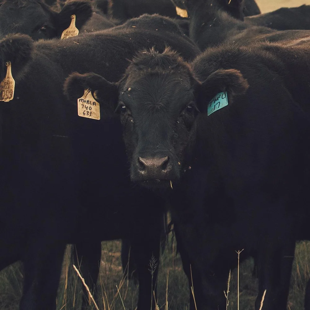 NSW Cattle Agistment | Crown State Pastoral