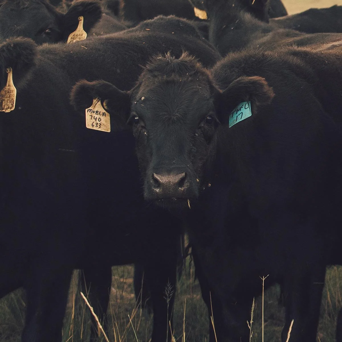 NSW Cattle Agistment | Crown State Pastoral