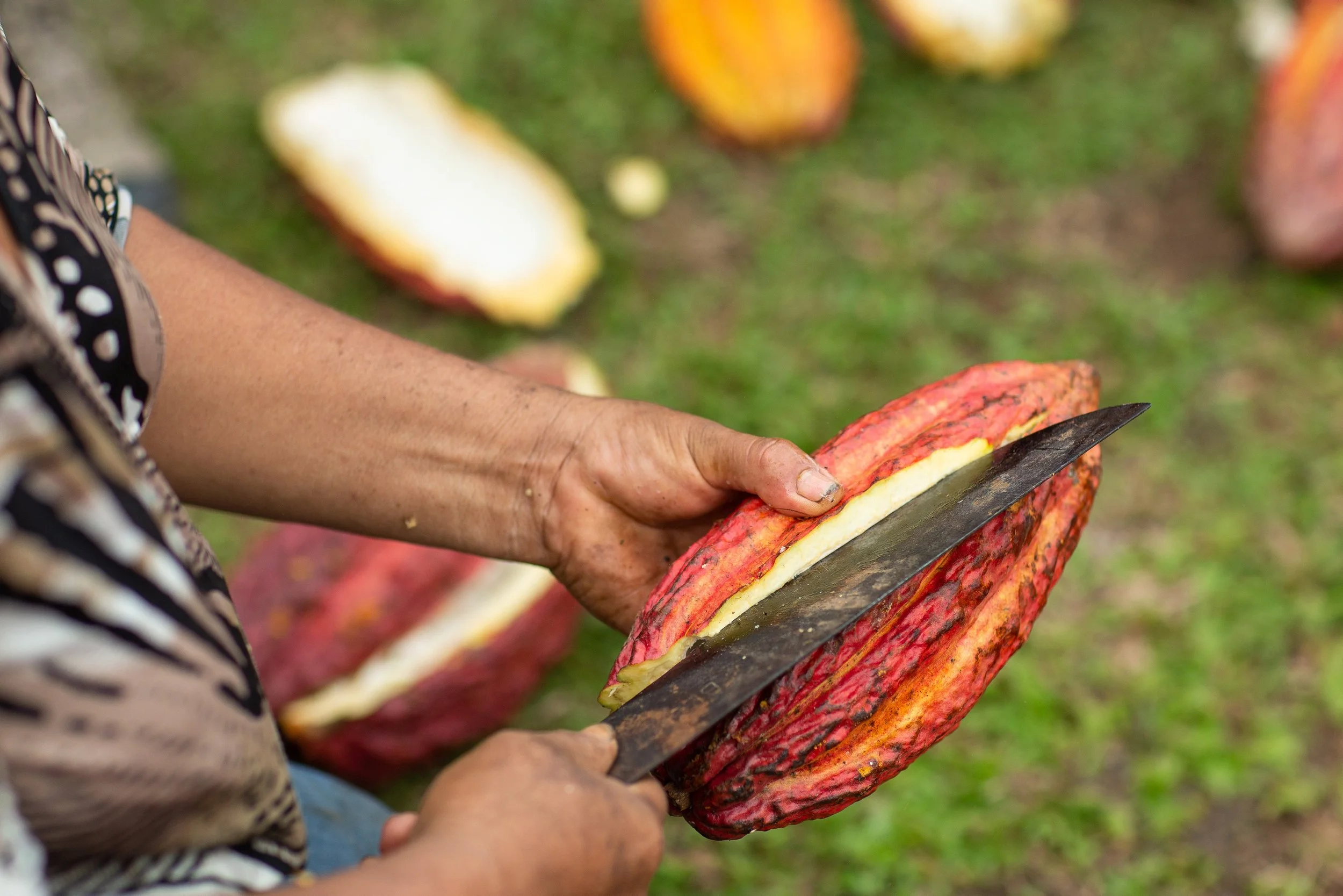 Chocolate: A Bittersweet Luxury — Equal Exchange Resource Center