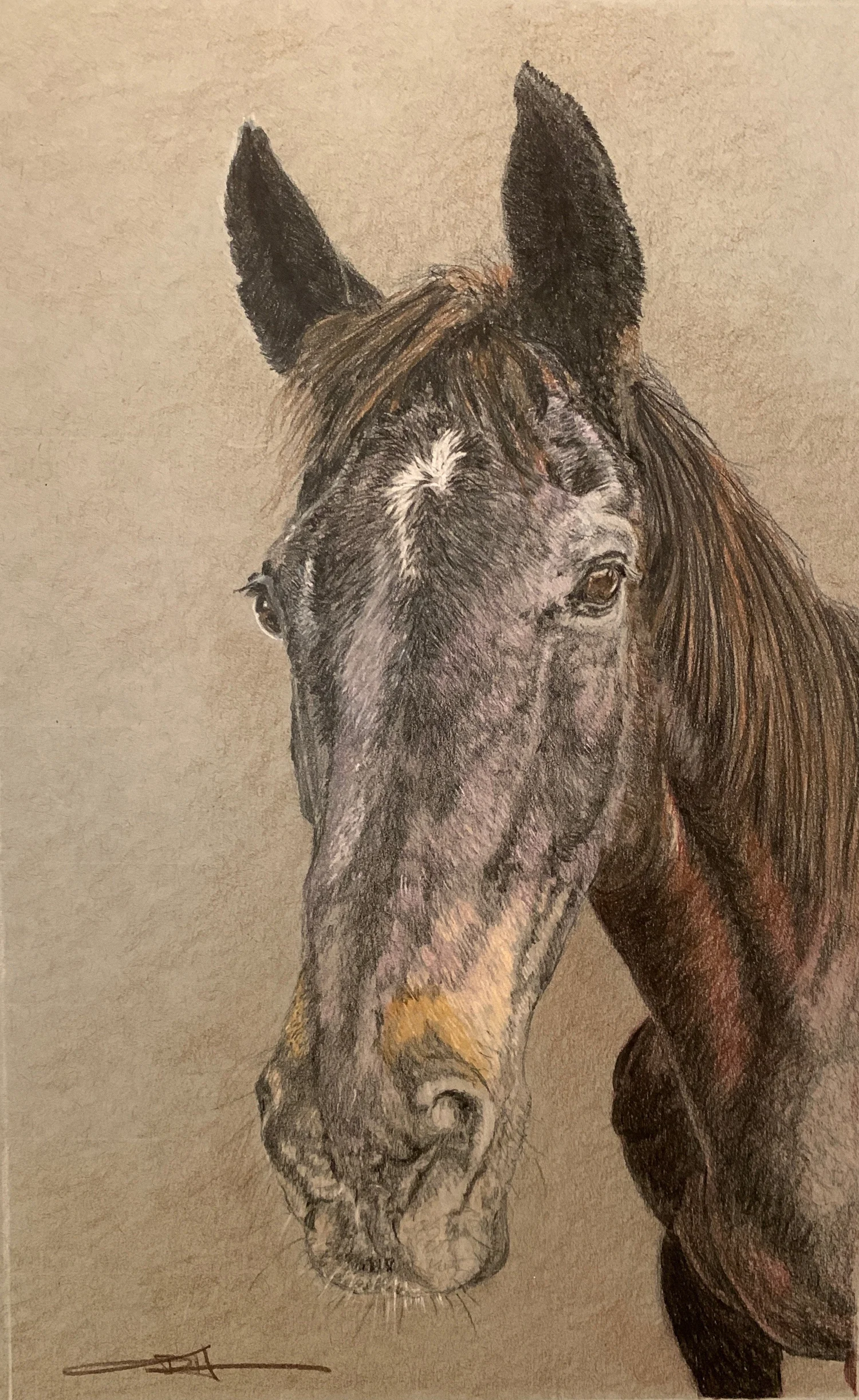 Laura Hering Best Pet Portrait Artist | Local Artist Pet Portraits