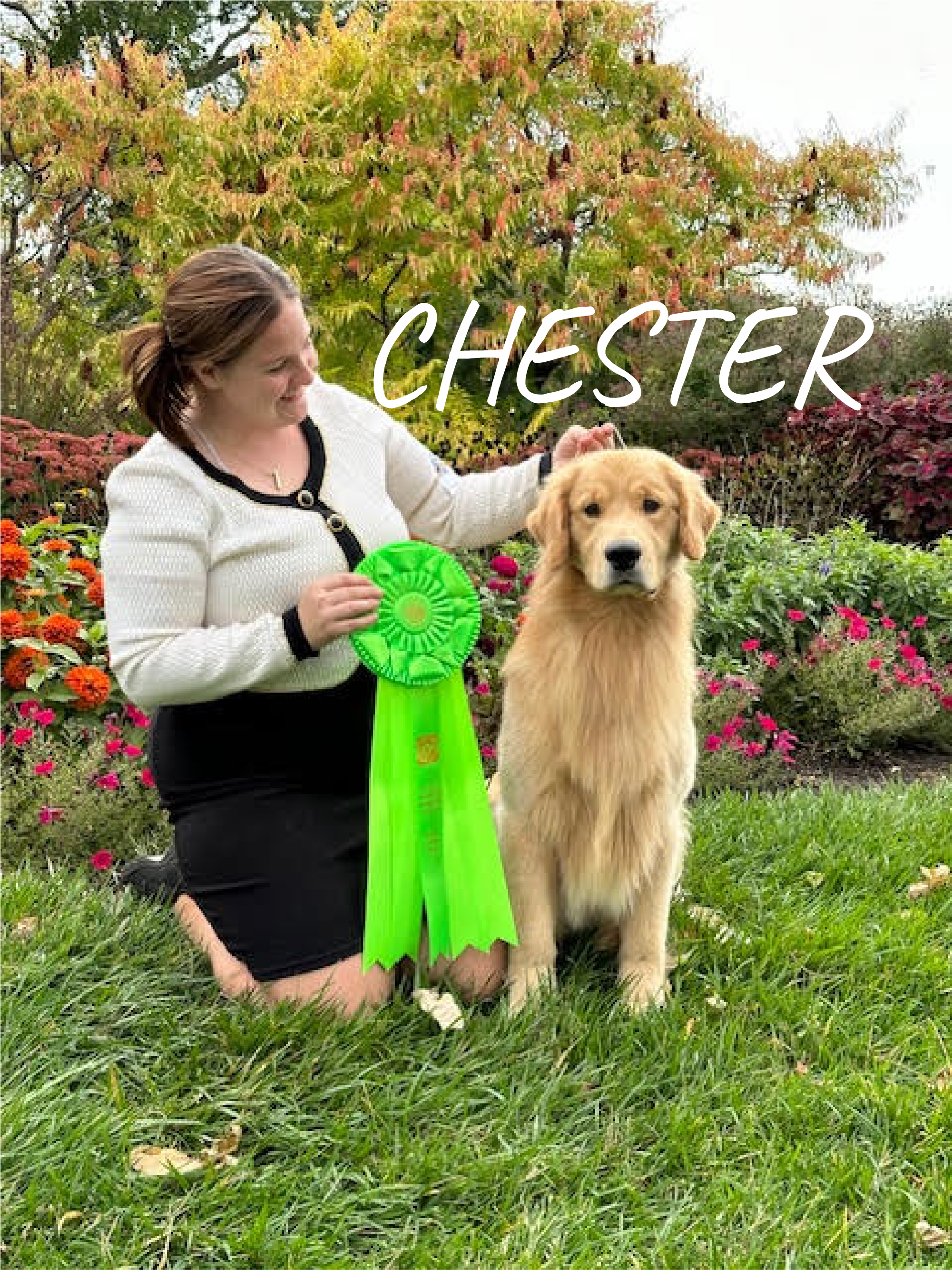 Our Goldens — Silver Oak