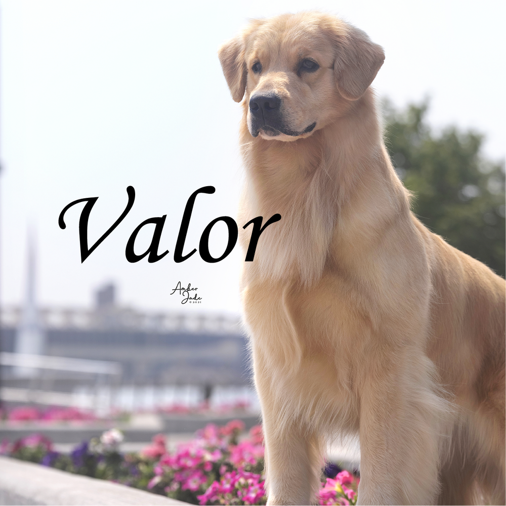 Our Goldens — Silver Oak