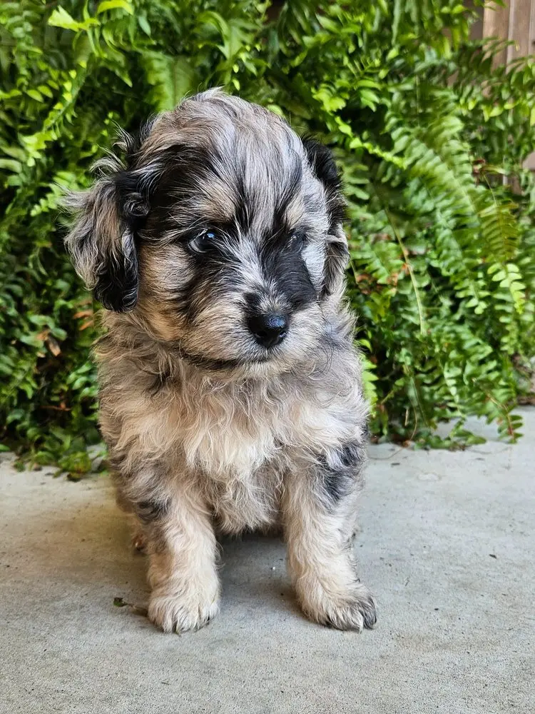 Adorable Mini Aussiedoodle Puppy - Coral in Goshen, IN | Ready for Adoption