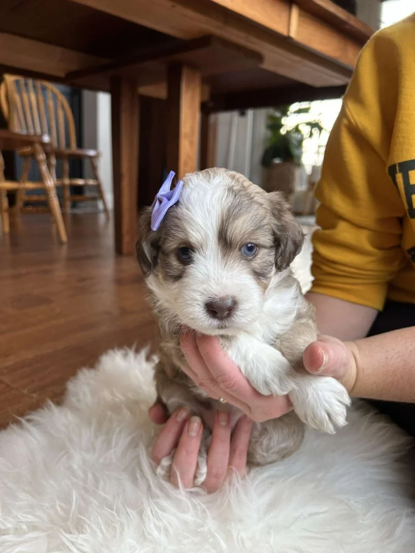 Available Mini Aussiedoodle Puppies in Goshen, IN | Adopt Your Mini ...