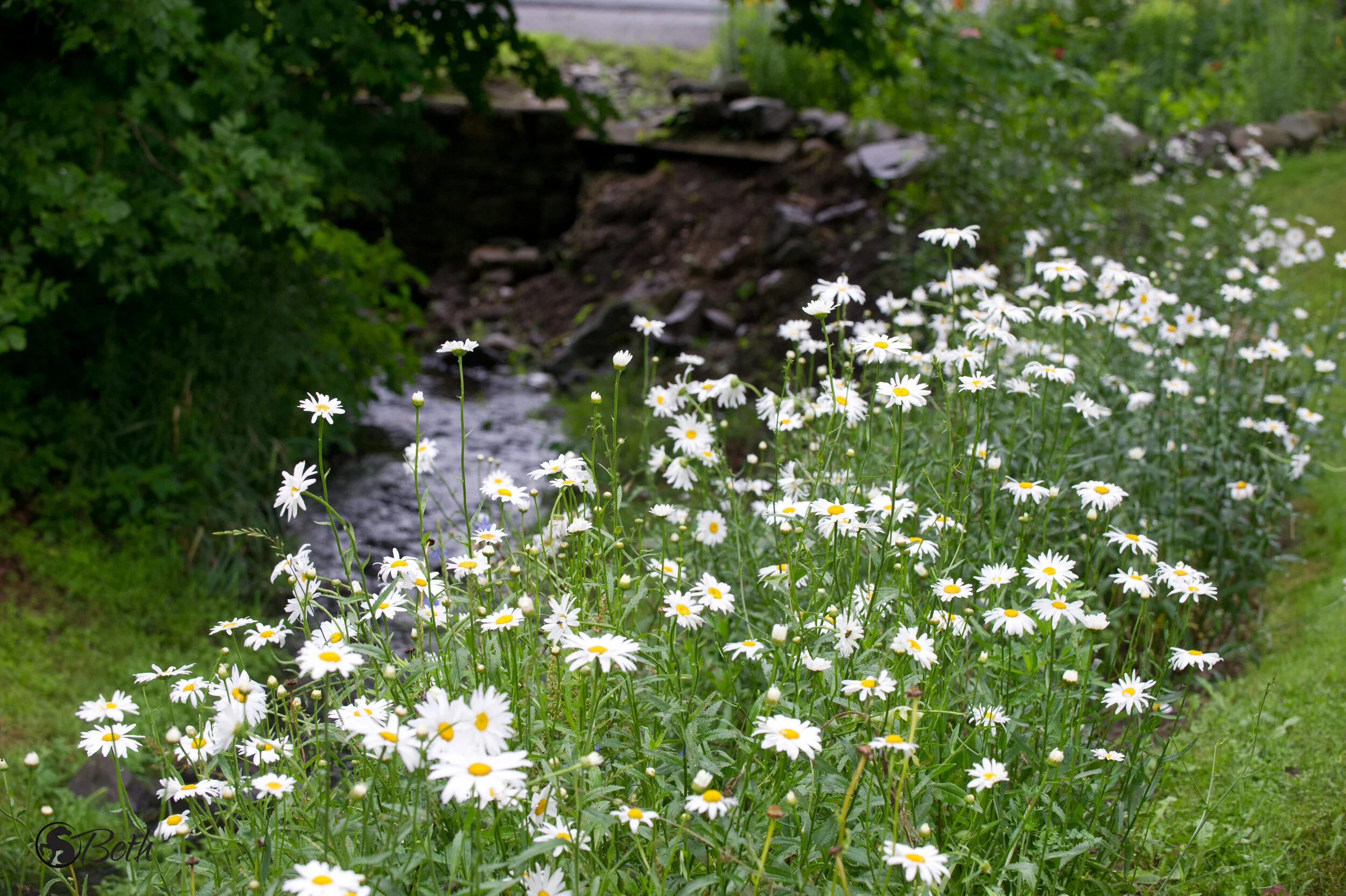 About — Daisy Fields