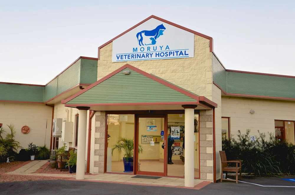 About — Moruya Veterinary Hospital