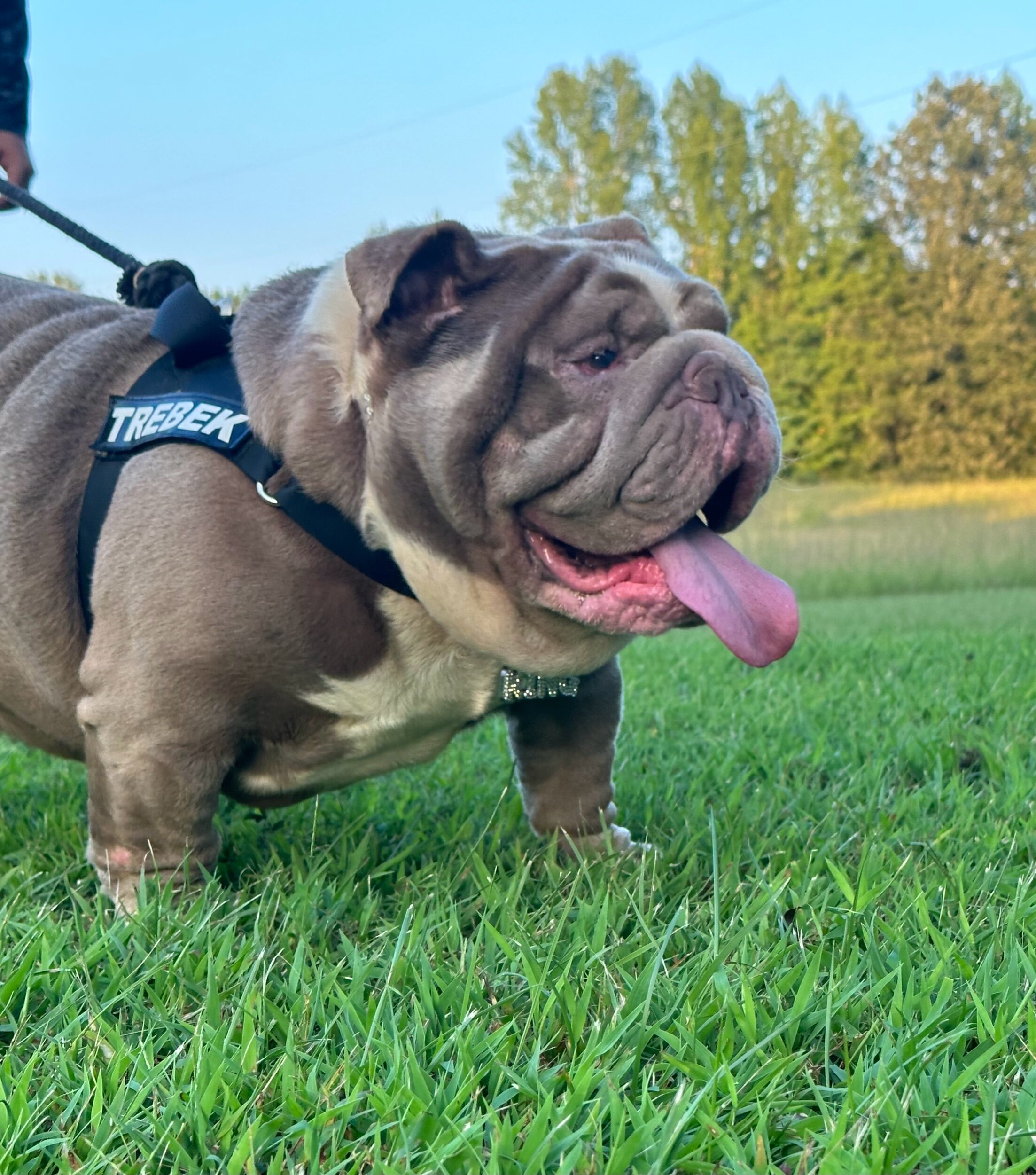 Blitz&Glitz Bulldog Shoppe 💼 — Blitz & Glitz Bulldogs, LLC