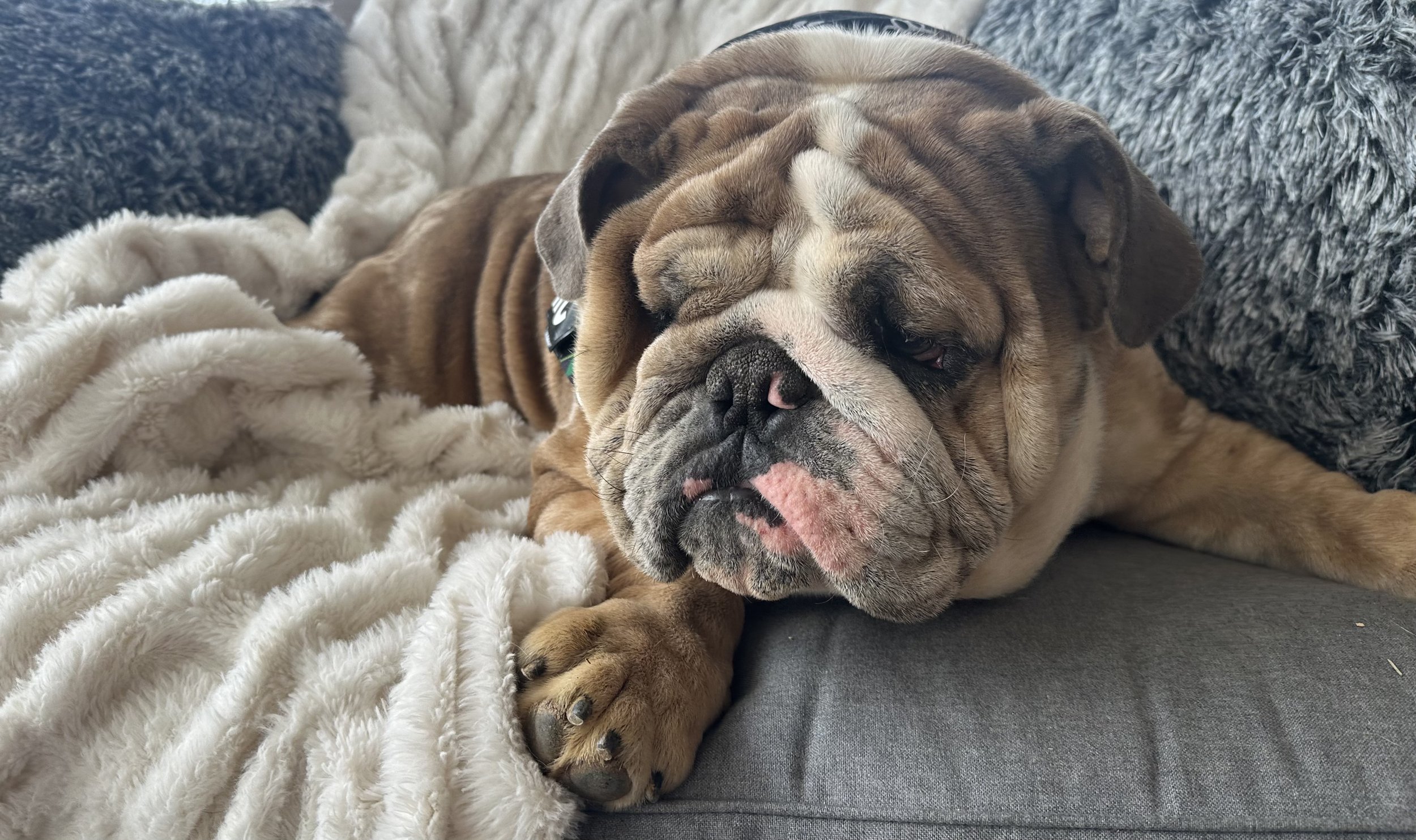 English Bulldog Sires / Studs — Blitz & Glitz Bulldogs, LLC