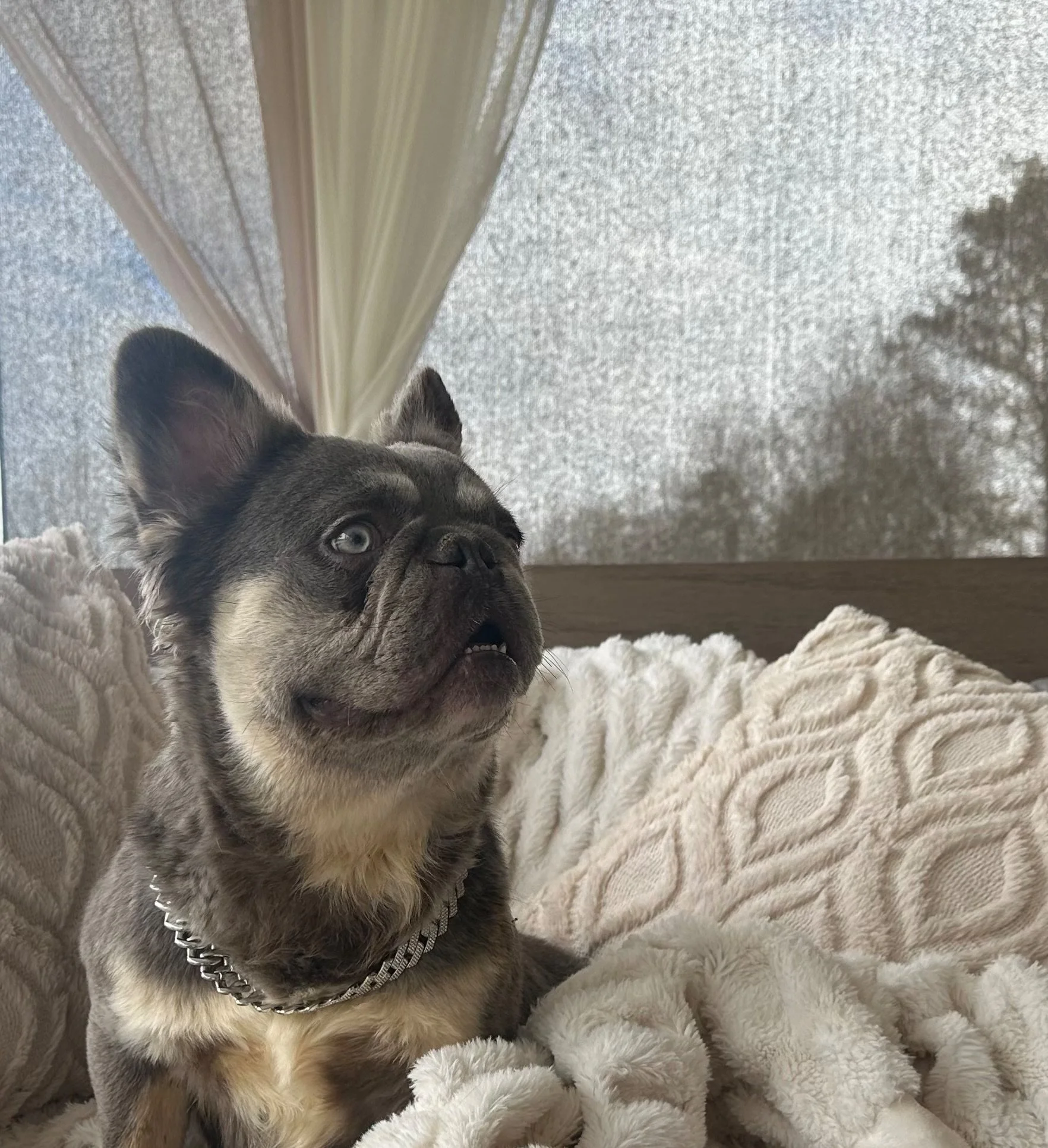 French Bulldog Sires / Studs — Blitz & Glitz Bulldogs, LLC