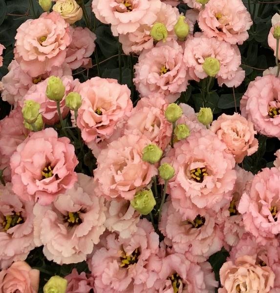 Lisianthus (in deep 6-packs) — Three Toads Farm