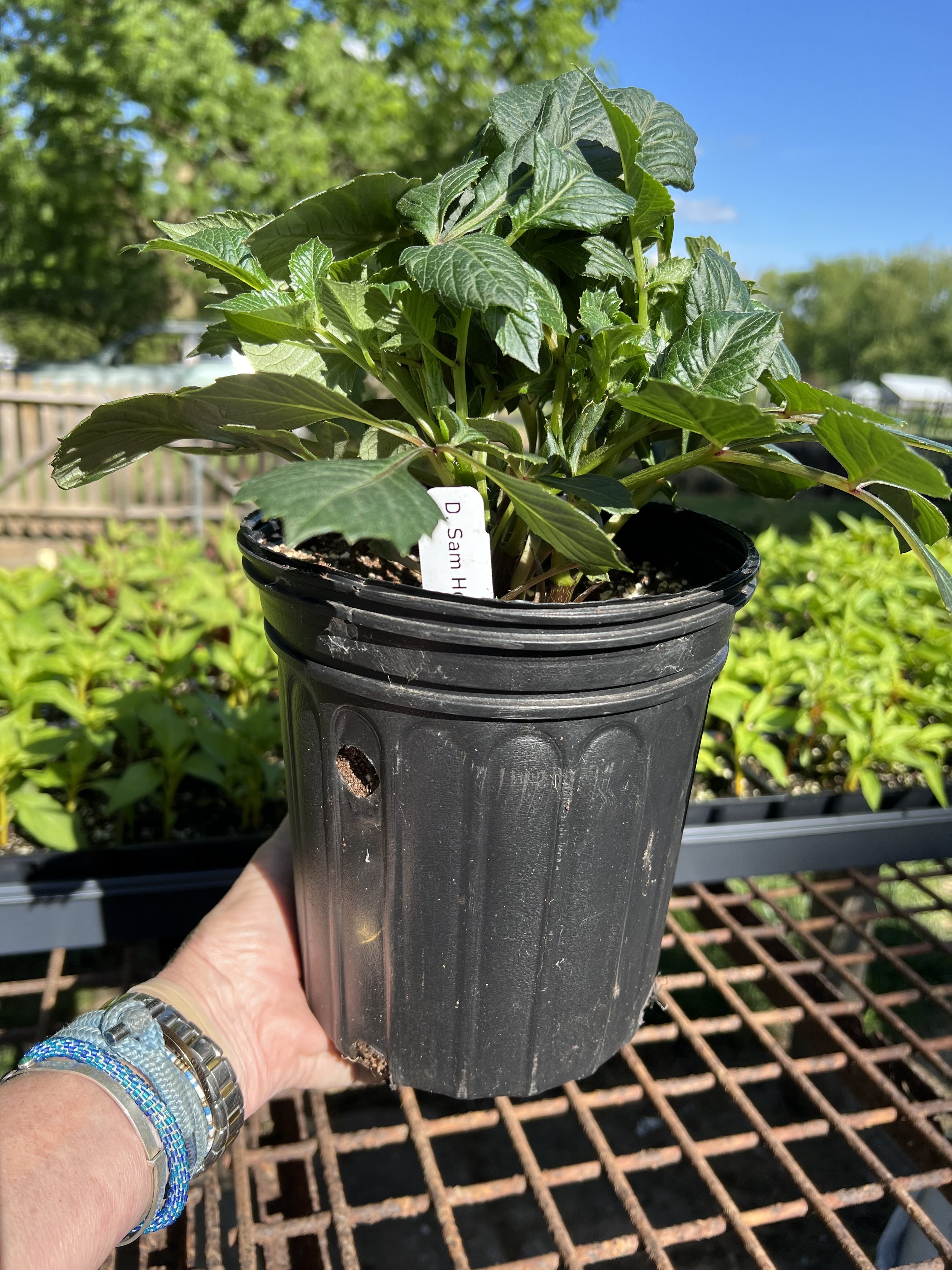 Store 1 — Three Toads Farm