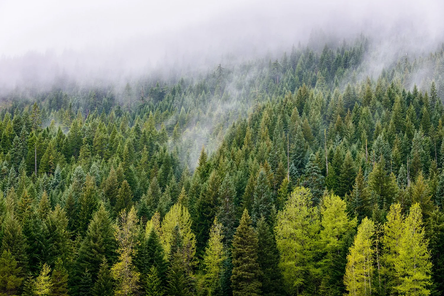 Services — Lincoln Design Co.