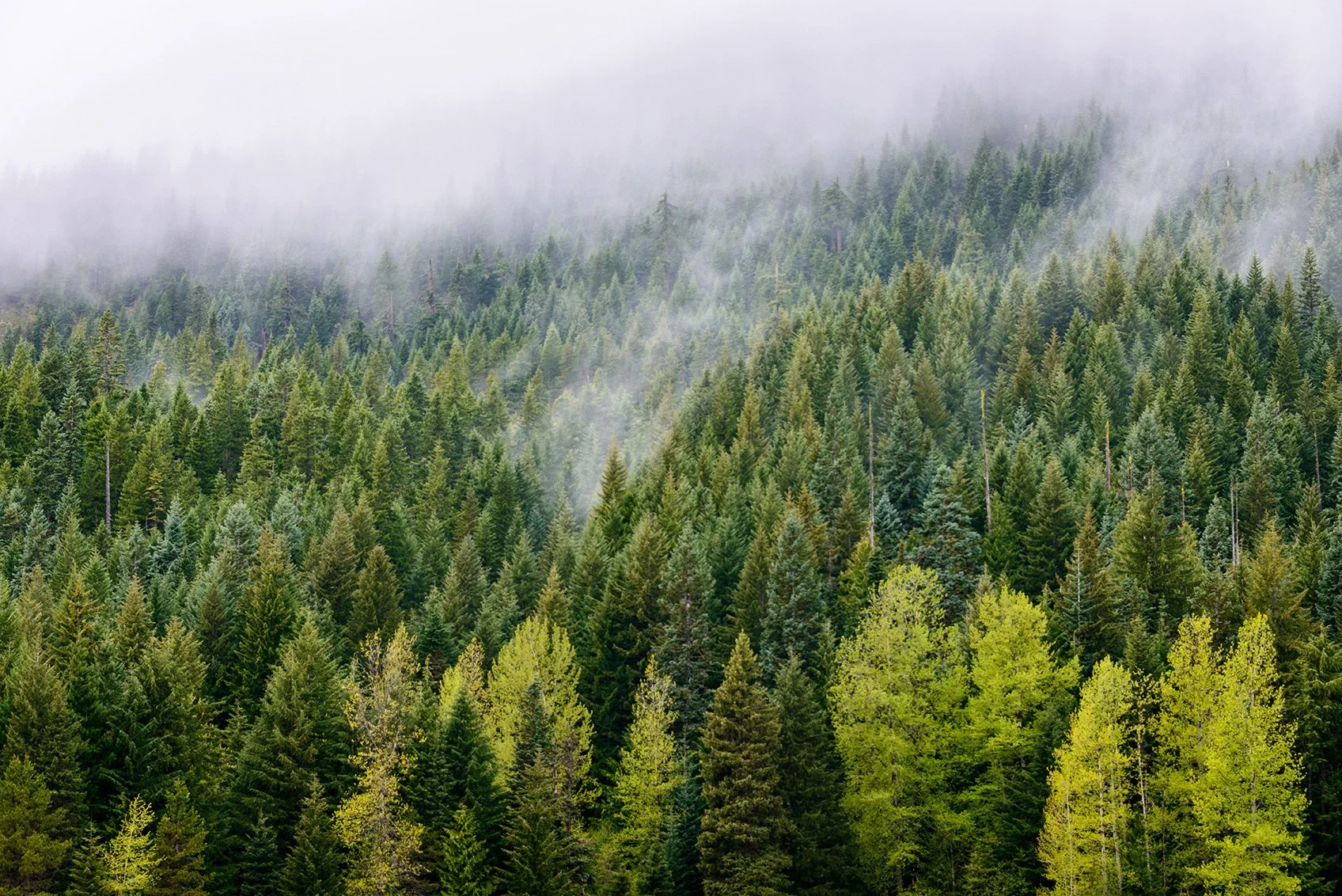 Services — Lincoln Design Co.