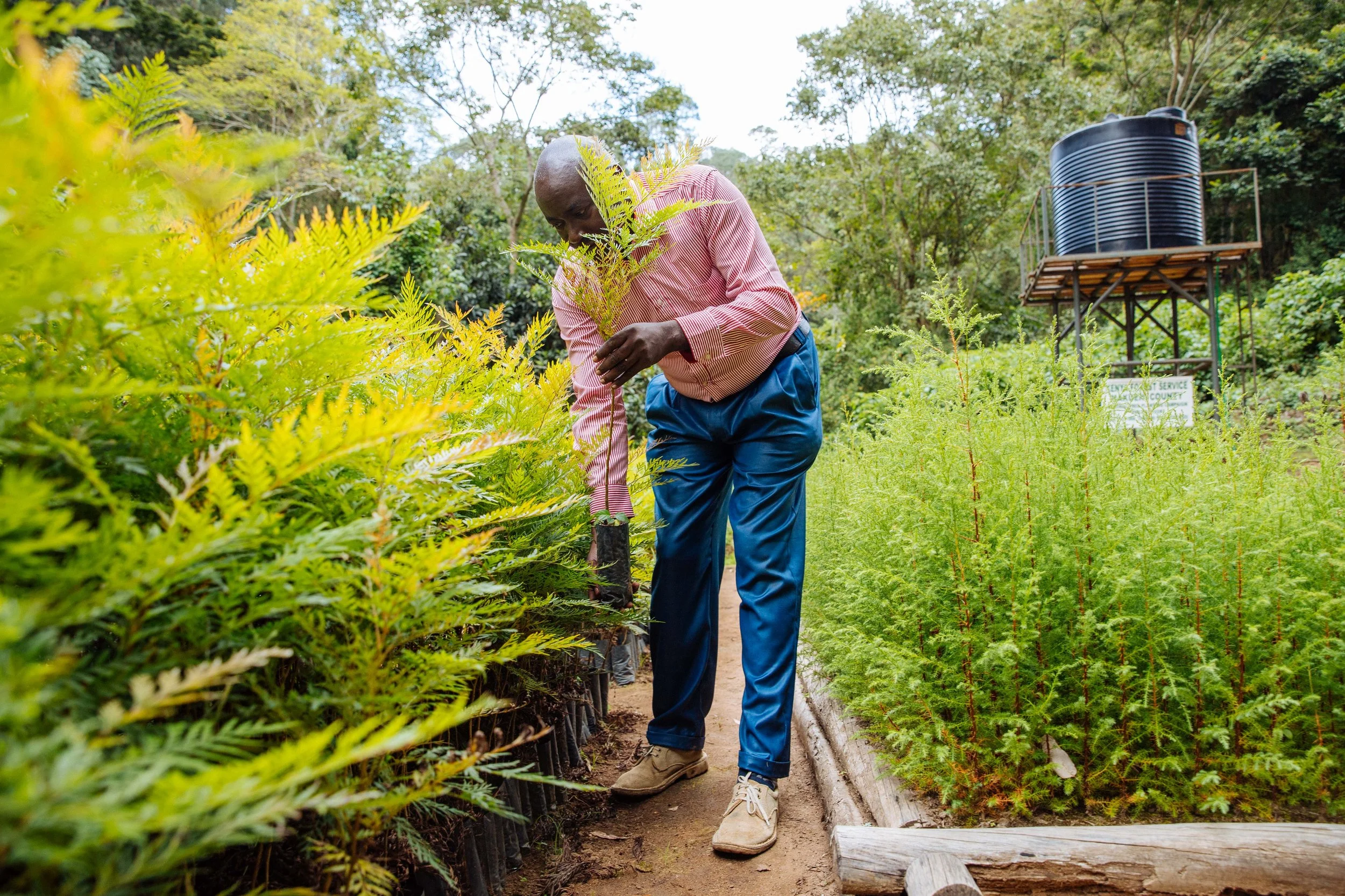 TerraFund for AFR100 | TerraMatch