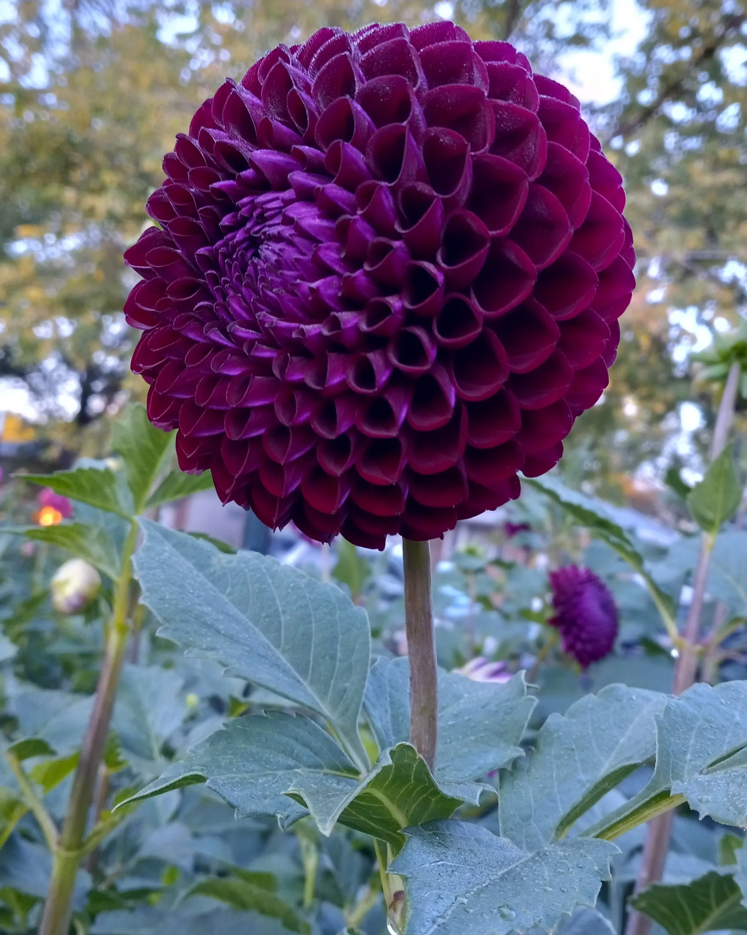 Lyn's Concord Dahlia Tuber | Ontario, Canada — re.Planted Farm & Flowers Lyn's Concord Dahlia Tuber | Ontario, Canada — re.Planted Farm & Flowers