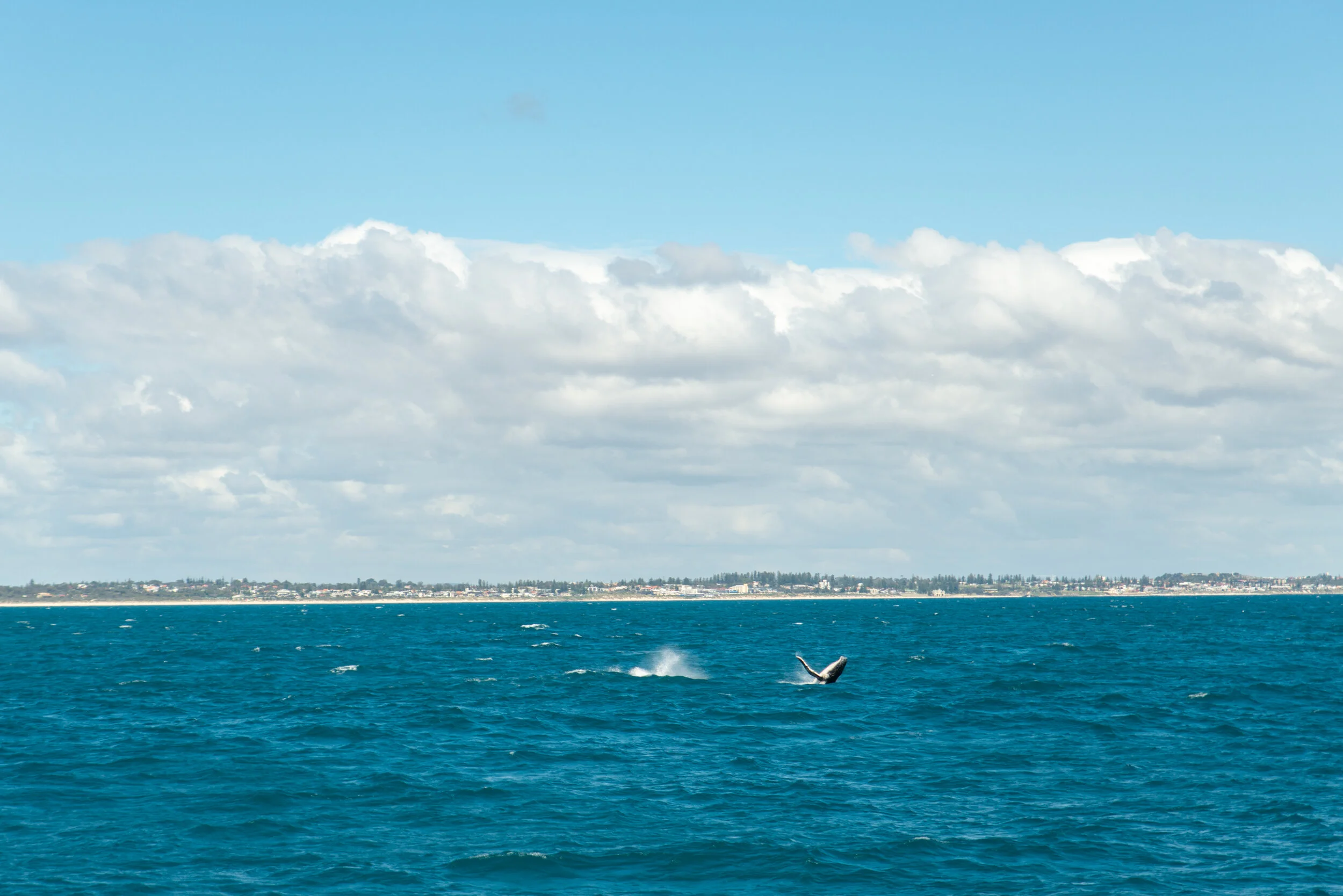Whale Watching Perth | Whale Watching Tours Departing Fremantle & Hillary's
