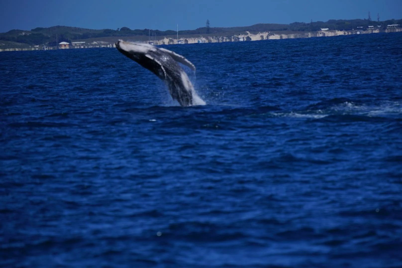 Whale Watching Perth | Whale Watching Tours Departing Fremantle & Hillary's