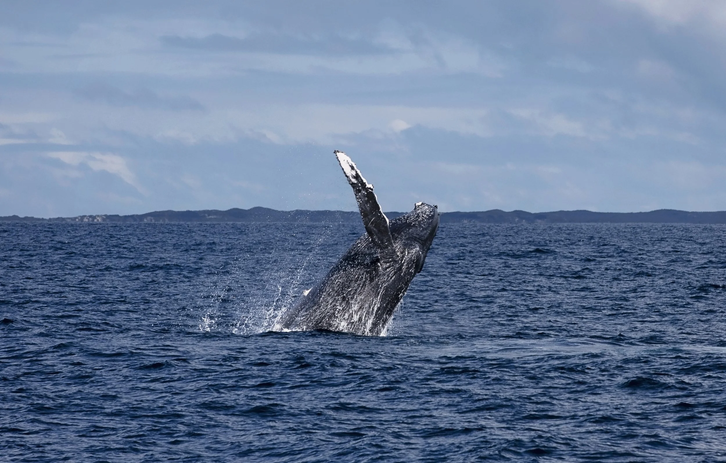 Whale Watching Perth WA | Whale Watching Tours Hillarys
