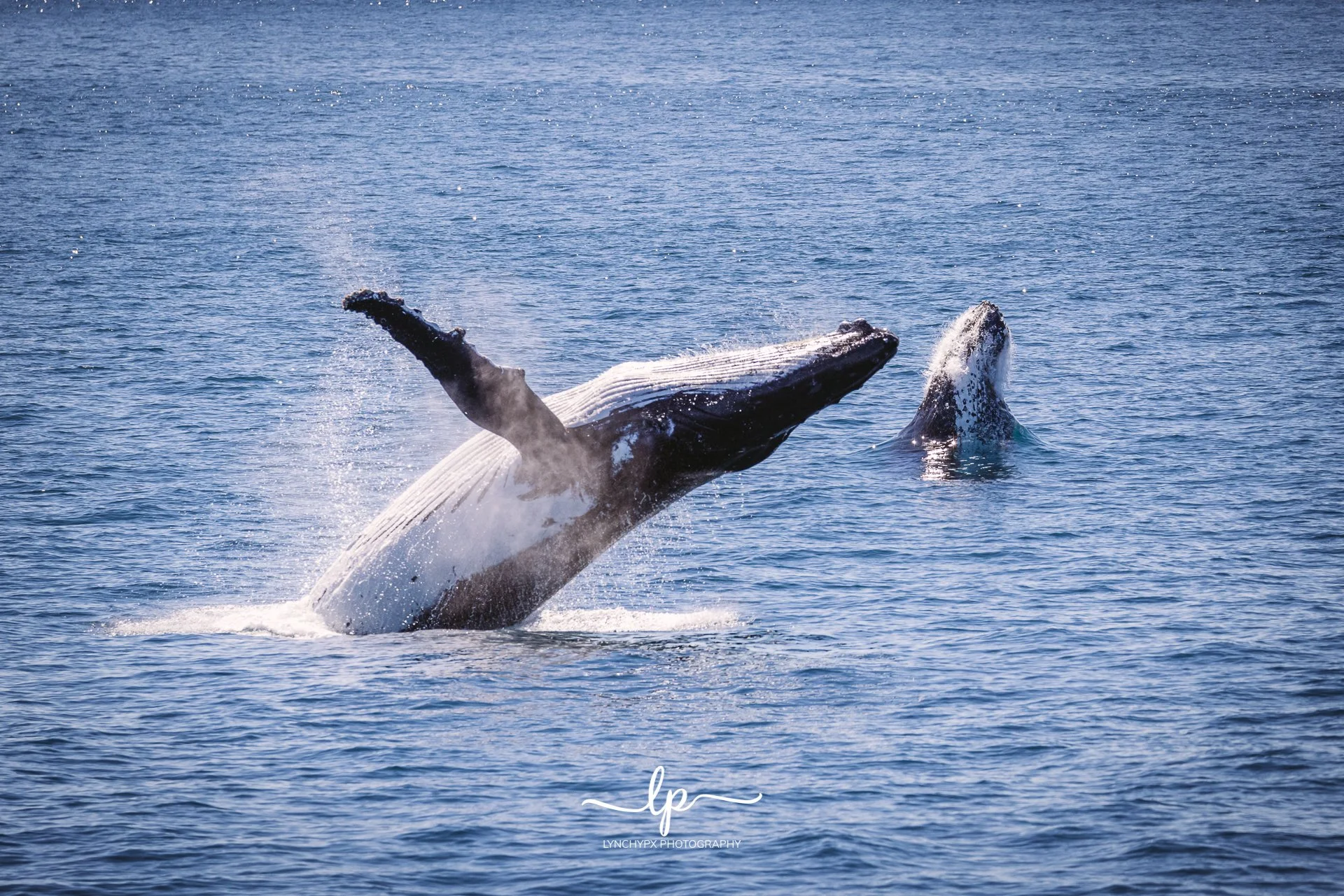 Whale Watching Perth WA | Whale Watching Tours Hillarys