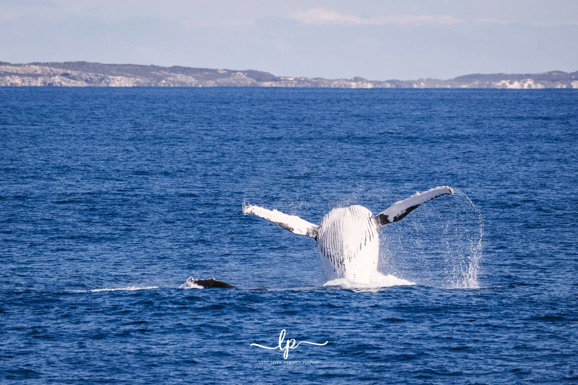 Whale Watching Perth WA | Whale Watching Tours Hillarys