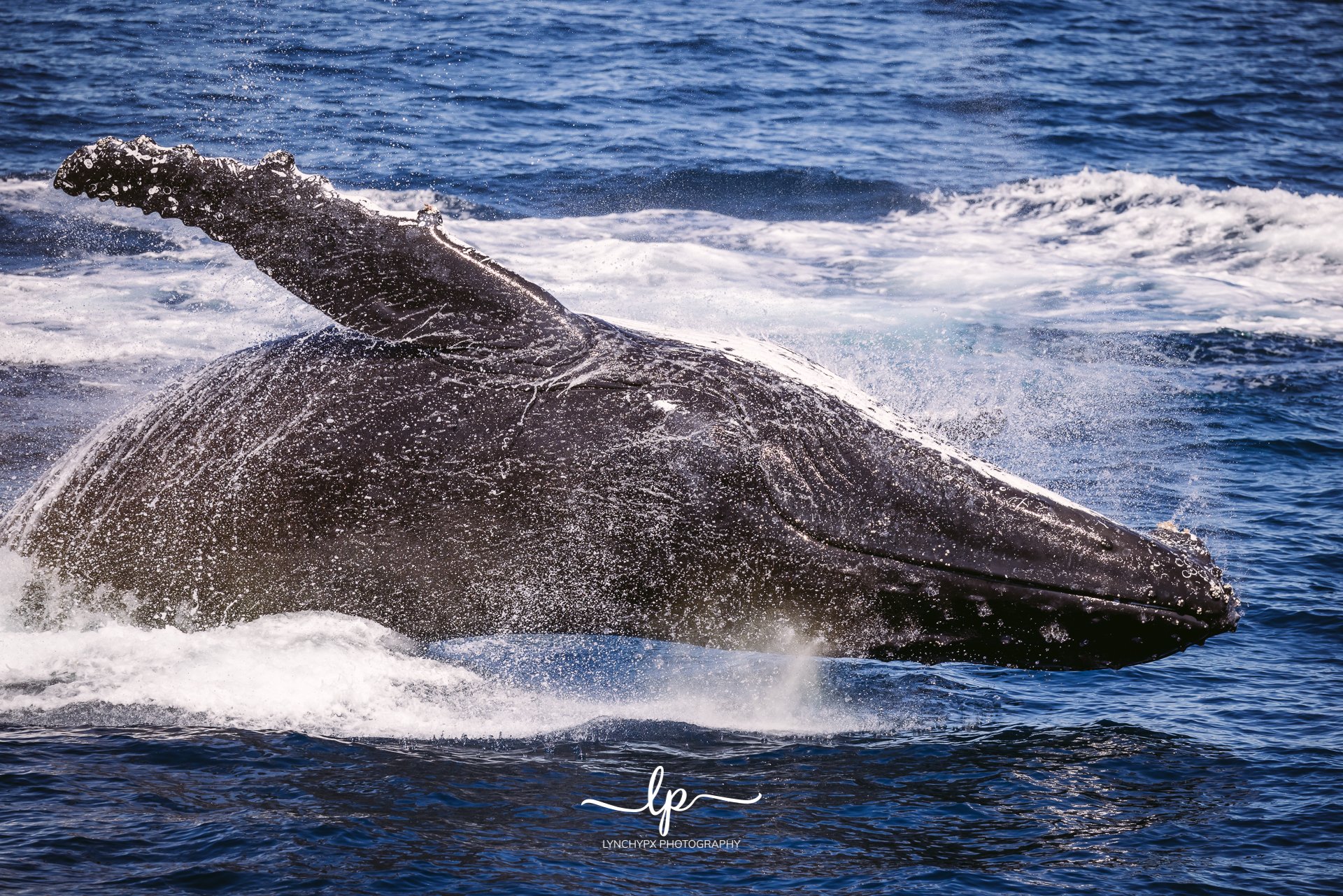Whale Watching Perth WA | Whale Watching Tours Hillarys