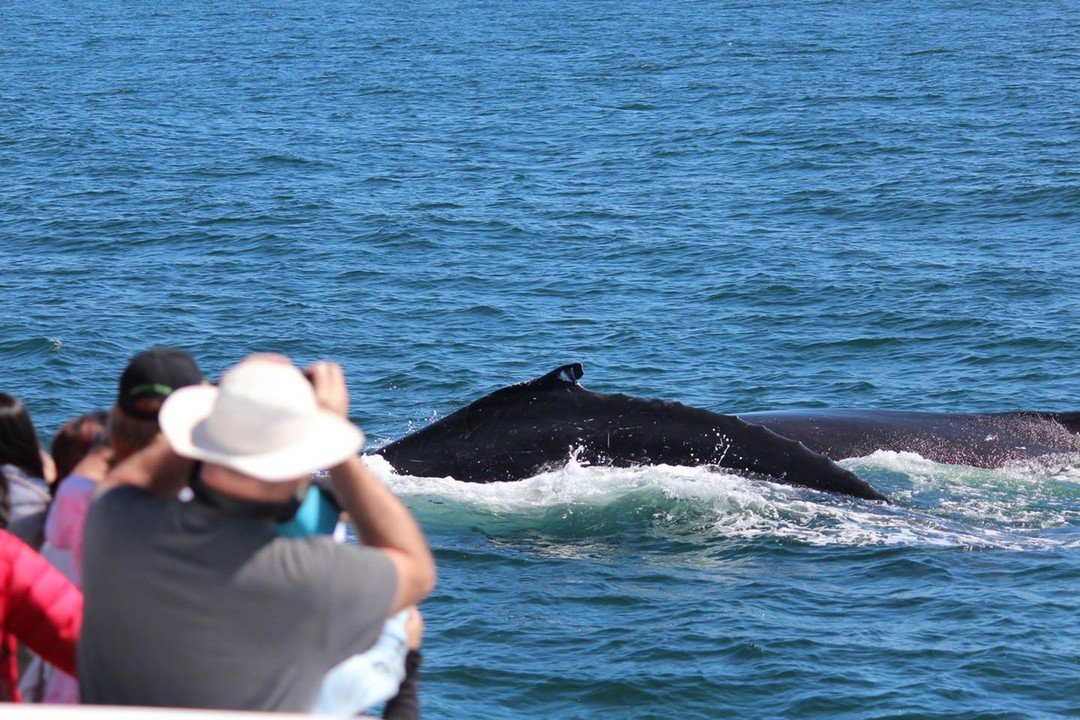 Whale Watching Perth WA | Whale Watching Tours Hillarys