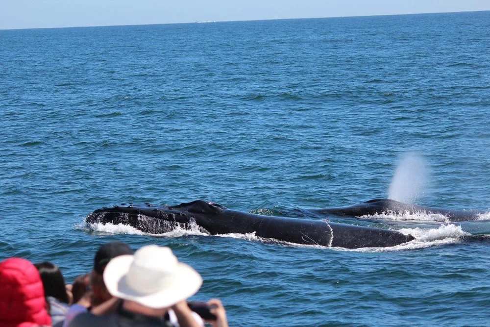 Whale Watching Season WA - Whale Migration - Whale Watching Perth