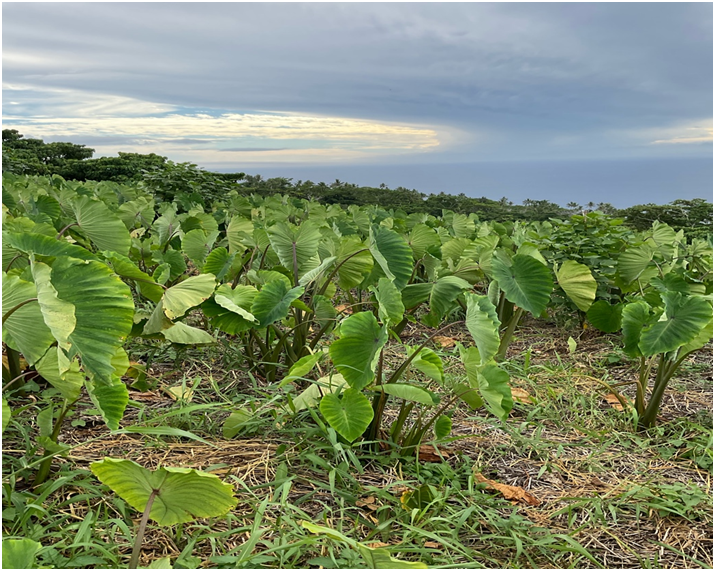 Improving Food and Water Security in Fiji — Caritas Aotearoa New Zealand