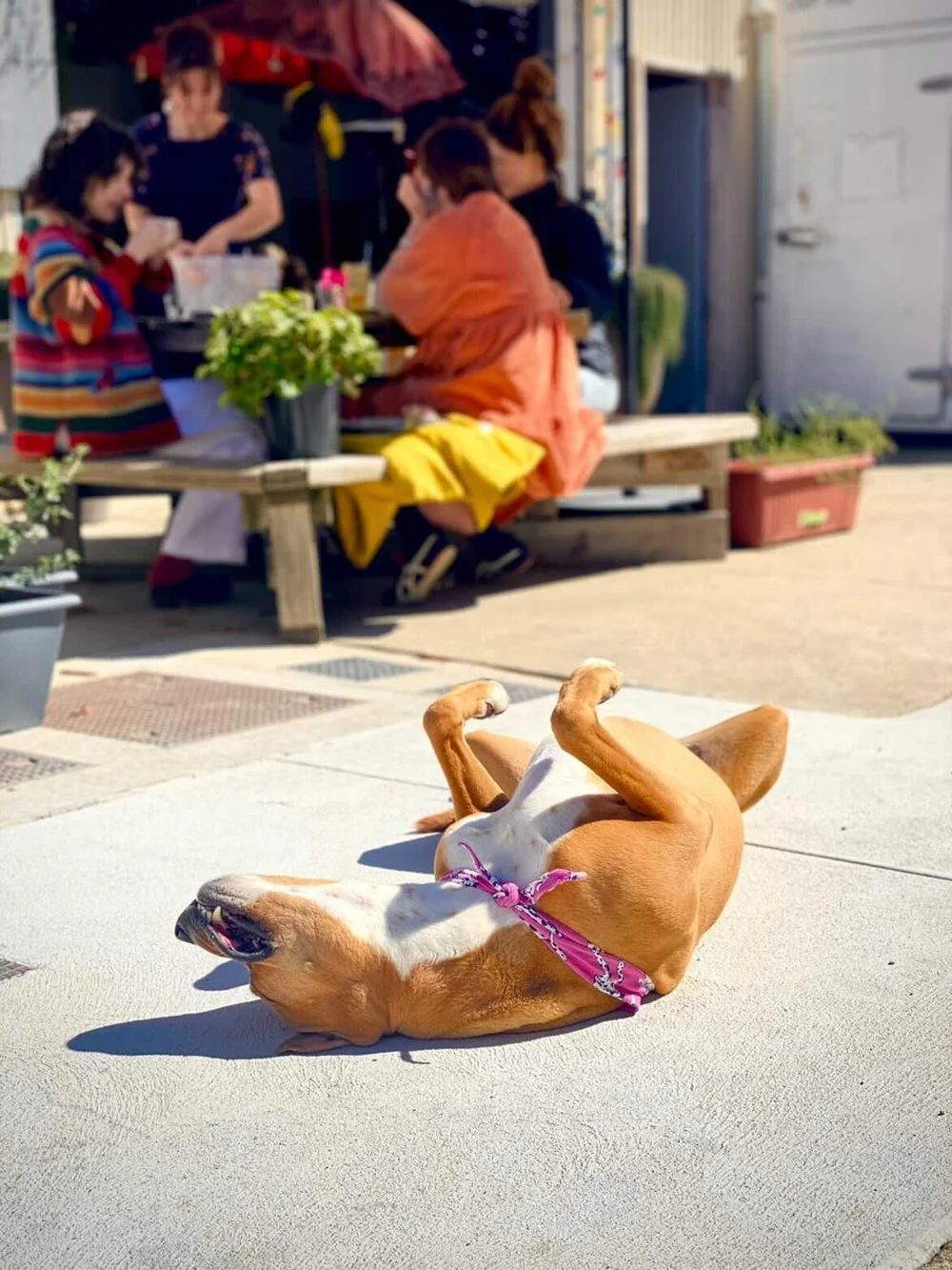 Two Dogs Laughing
